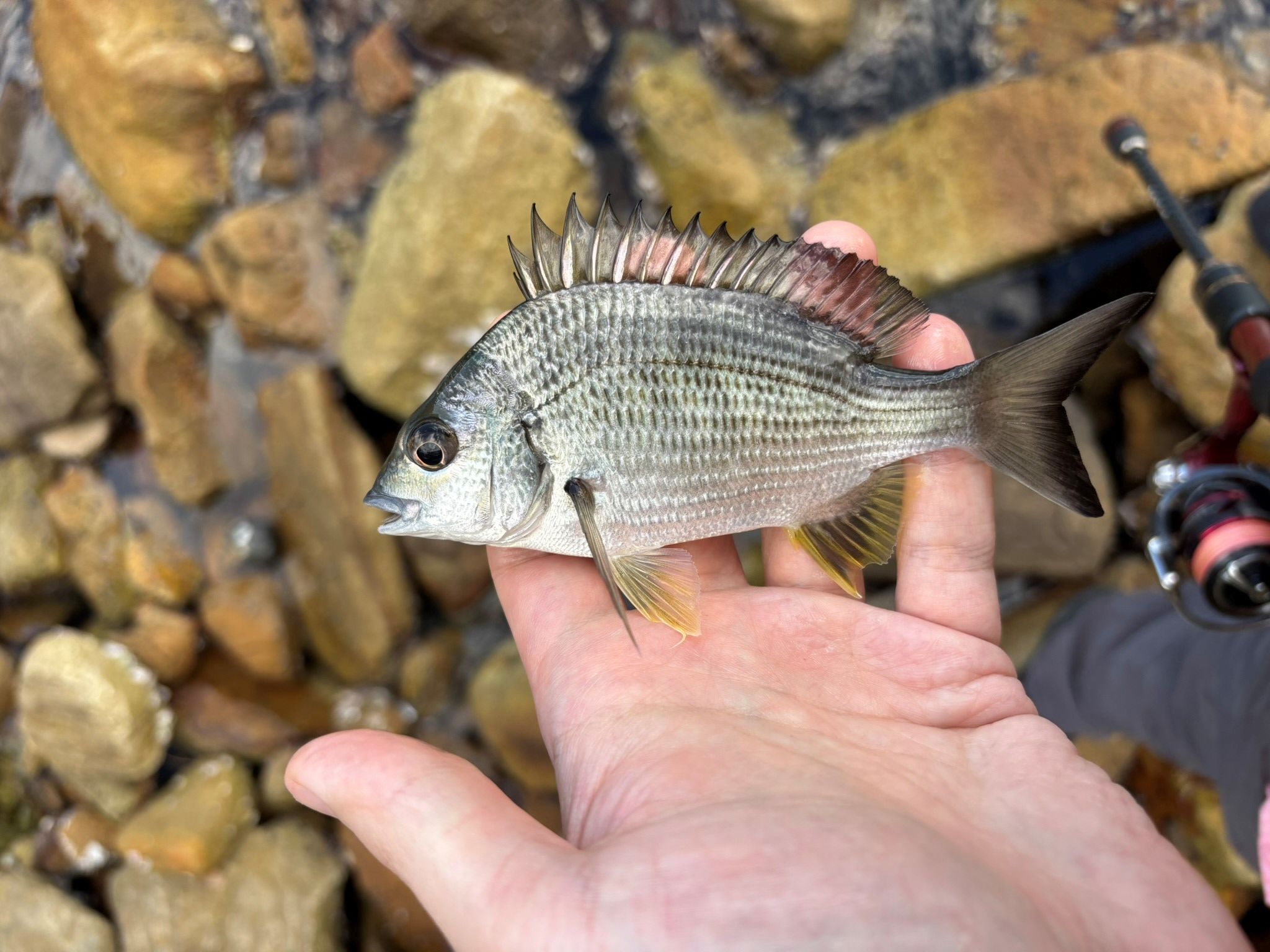 Revisiting Topwater and catching micros - Saltwater Fishing Reports ...