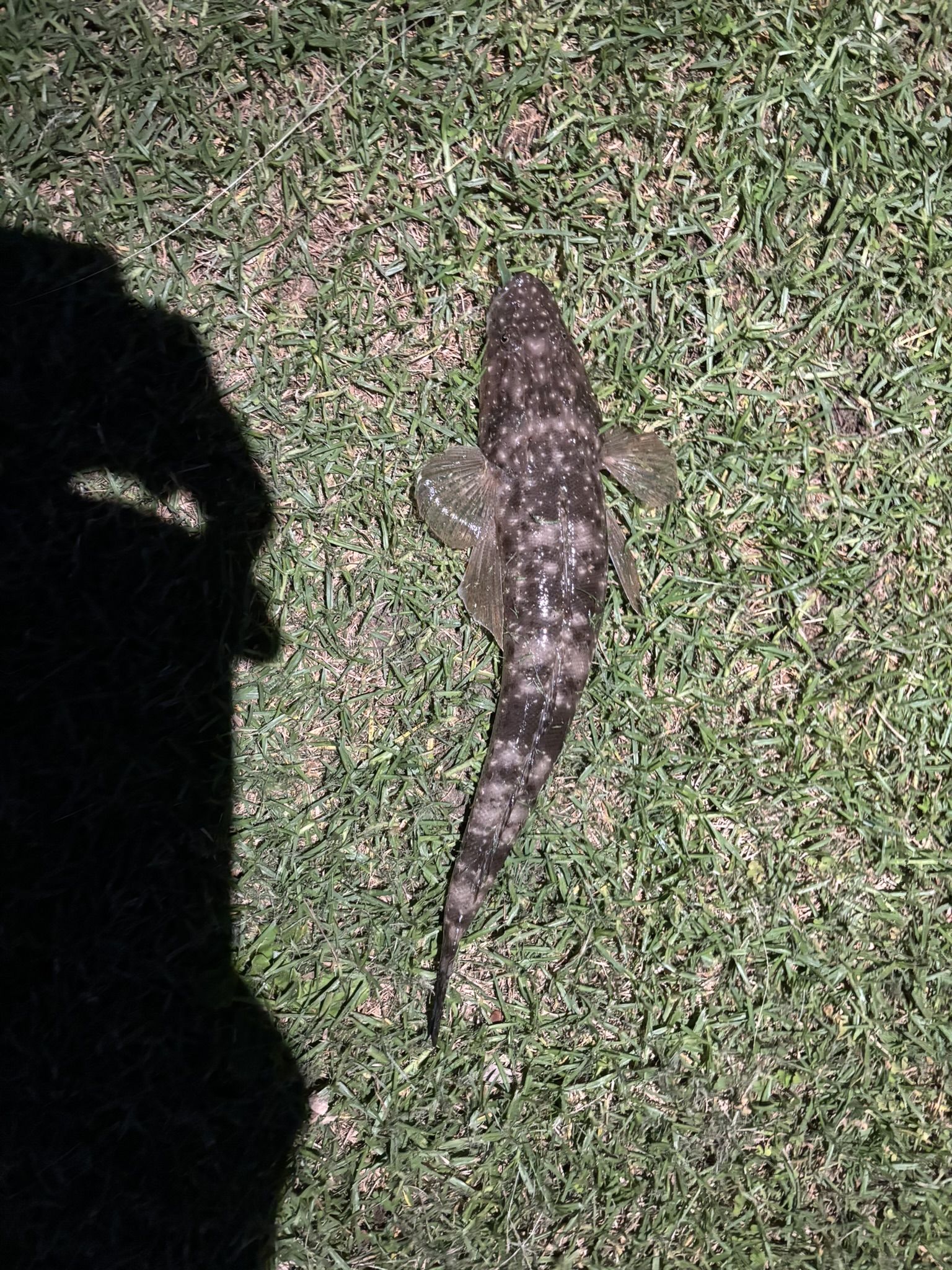 Hot Flatty Bite - Saltwater Fishing Reports - DECKEE Community