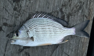 Simple fun - Saltwater Fishing Reports - DECKEE Community