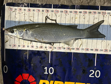 Simple fun - Saltwater Fishing Reports - DECKEE Community