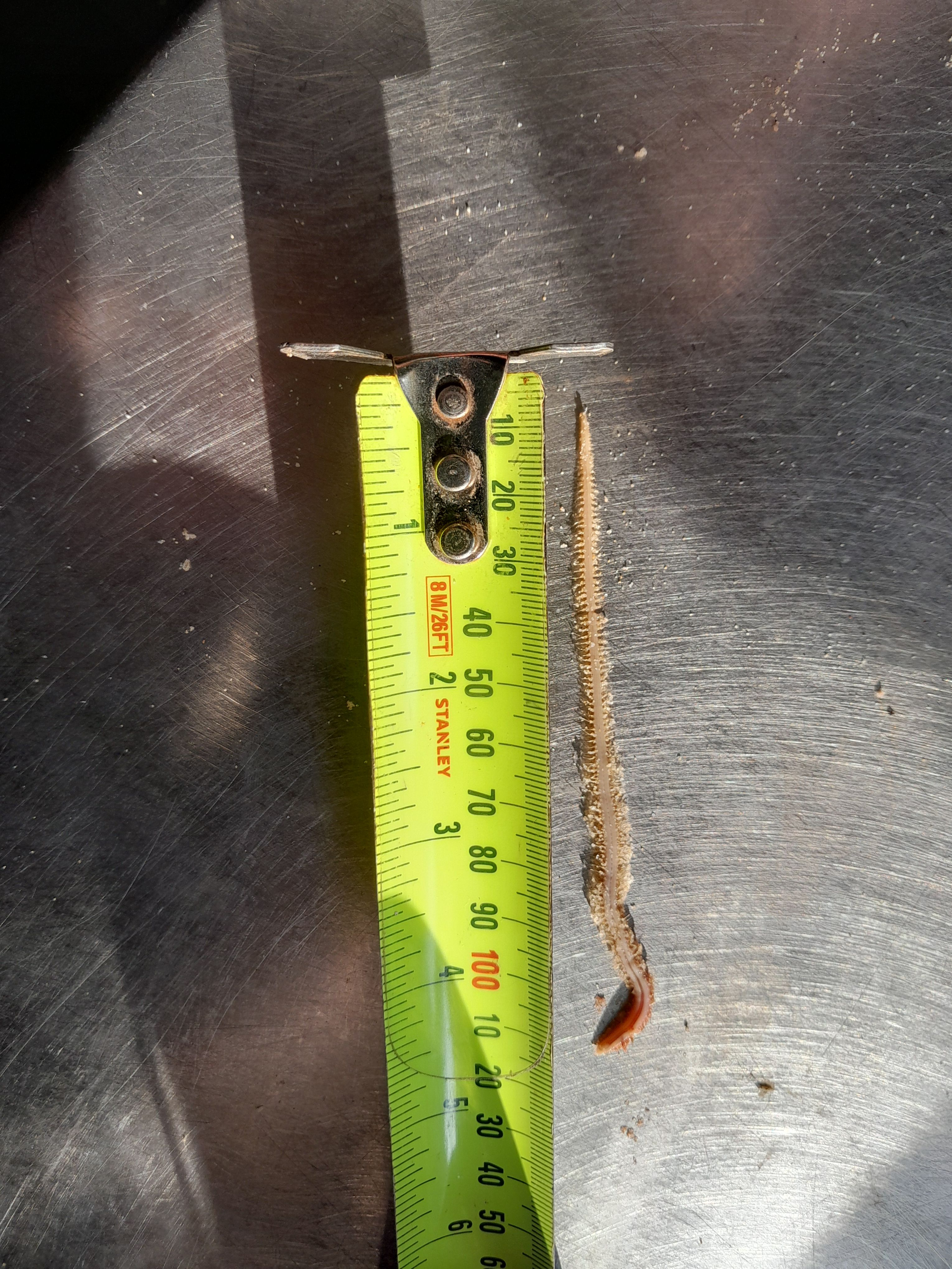 Unknown type of beach worm (Giant Beach Worm) - The Aquarium - DECKEE ...