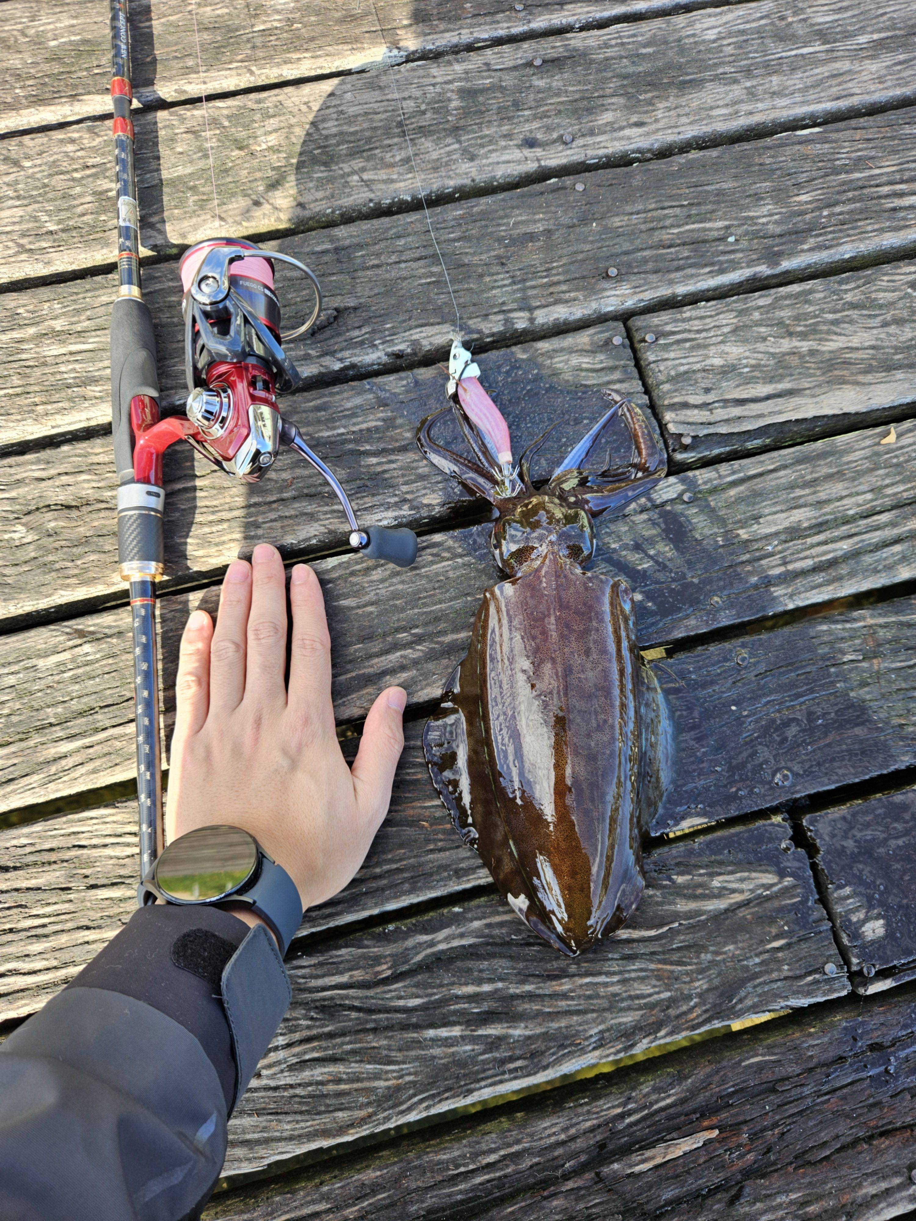 solo lud and a bonus calamari - Saltwater Fishing Reports - DECKEE ...