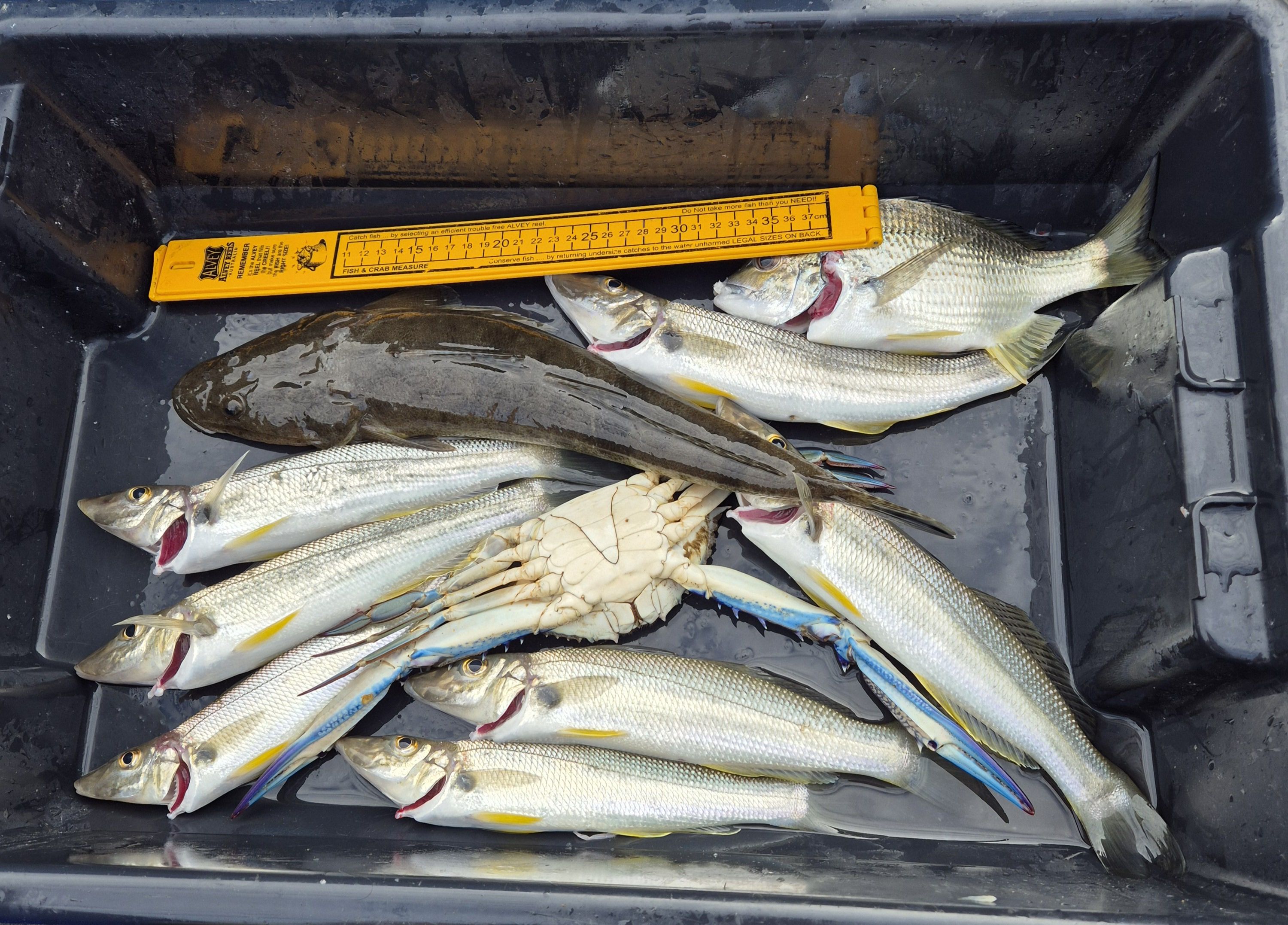 Port Hacking - Saltwater Fishing Reports - DECKEE Community