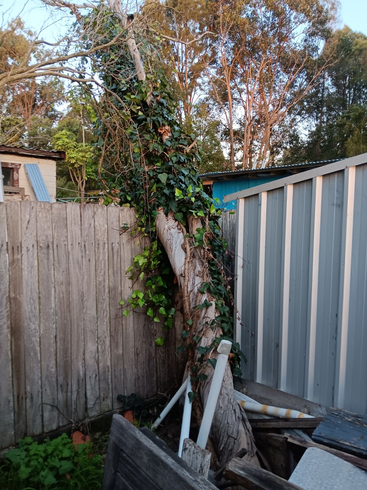 Cutting big trees down - The Bar - DECKEE Community