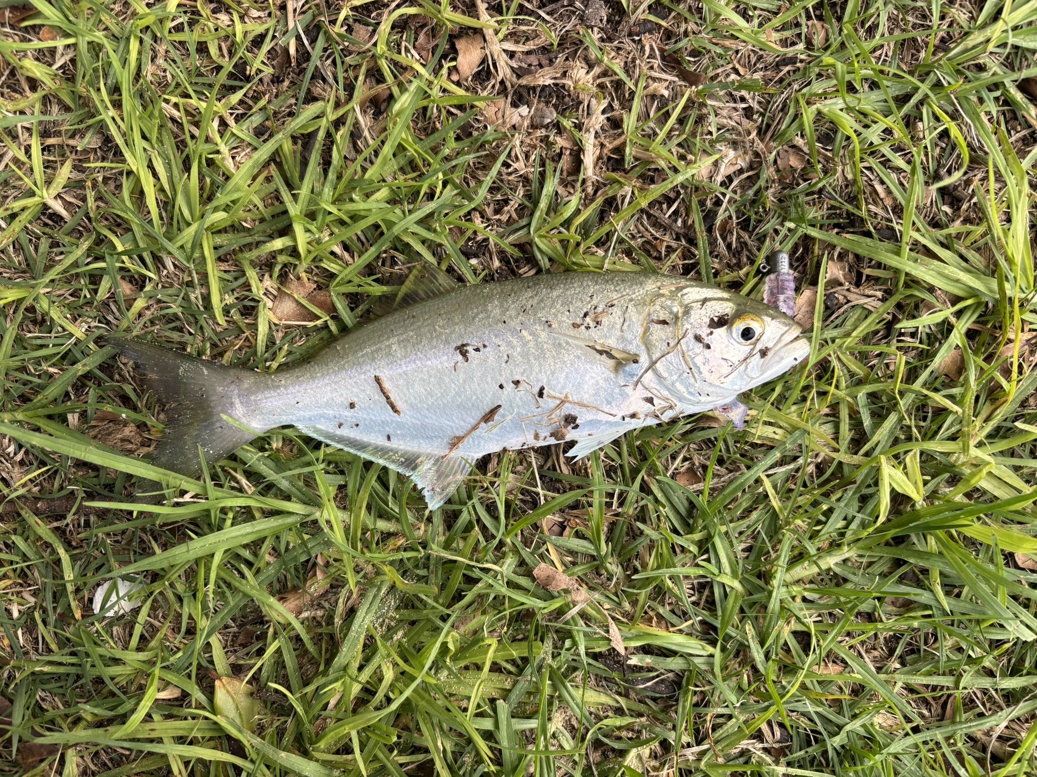 Testing the Shroom Tails Lures - Saltwater Fishing Reports - DECKEE ...