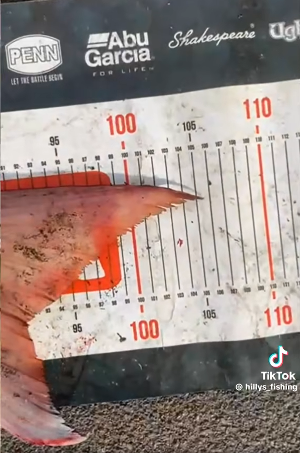 105cm Snapper in the harbour - Saltwater Fishing Chat - DECKEE Community