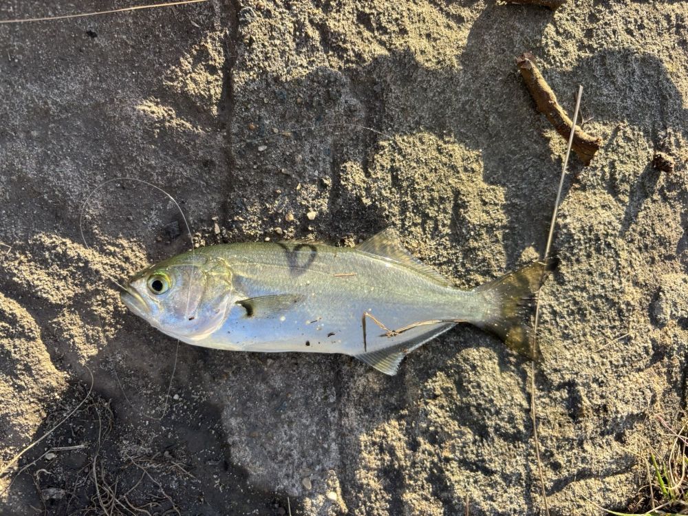 Testing the Shroom Tails Lures - Saltwater Fishing Reports - DECKEE ...