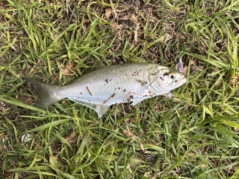 Testing the Shroom Tails Lures - Saltwater Fishing Reports - DECKEE ...