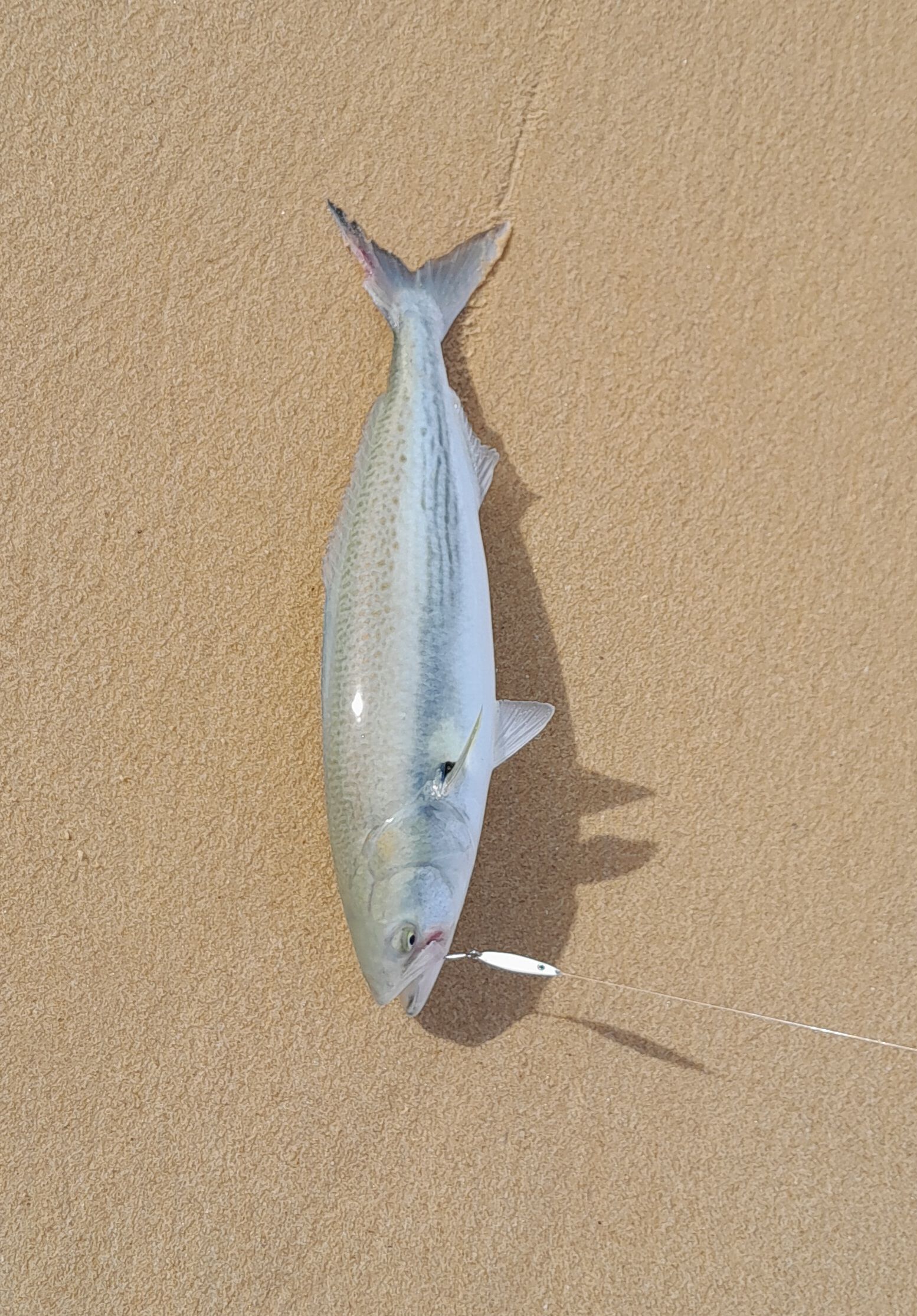 Surf fishing - tailor and salmon 6/6/25 - Saltwater Fishing Reports ...