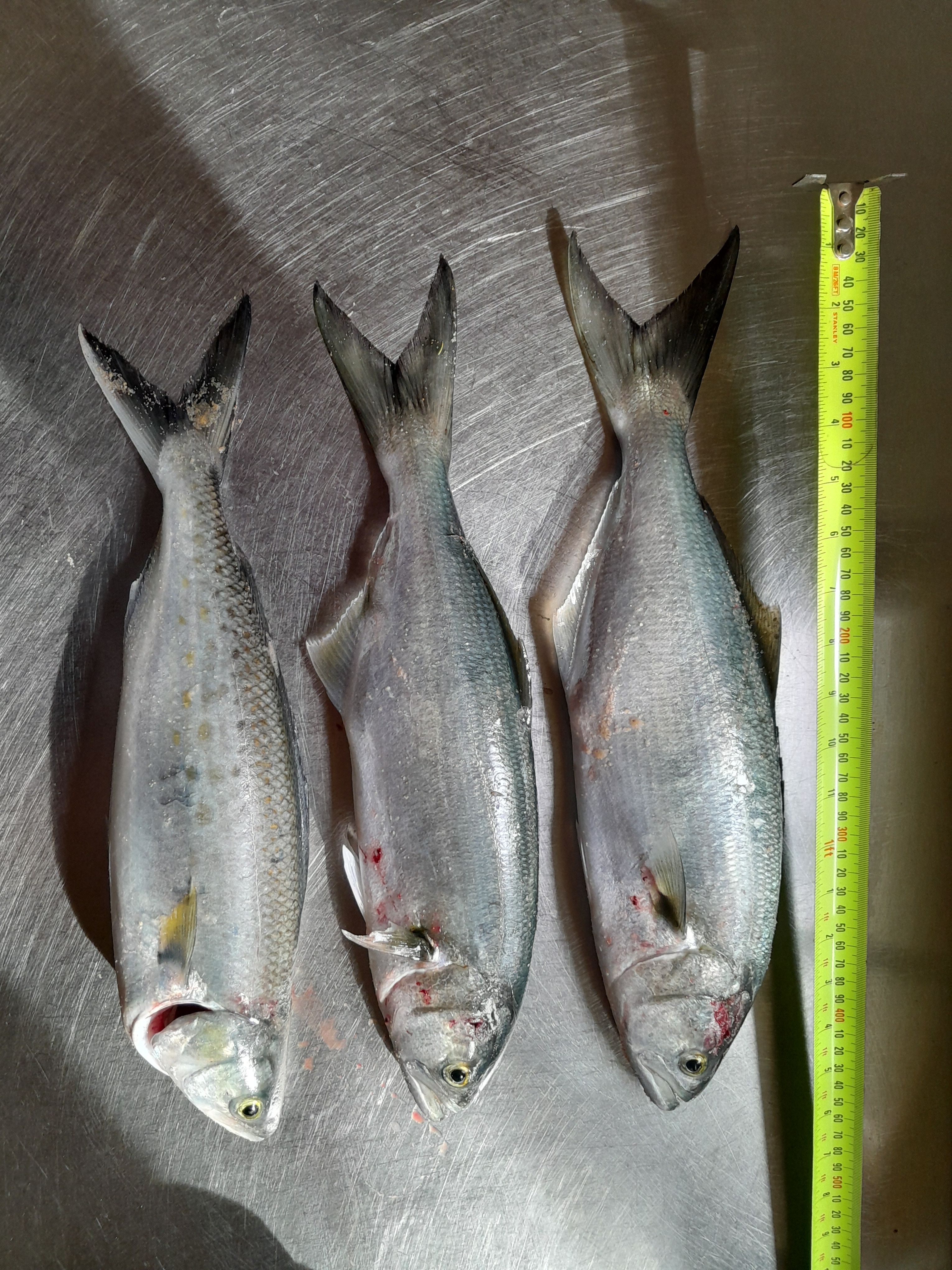 Surf fishing - tailor and salmon 6/6/25 - Saltwater Fishing Reports ...