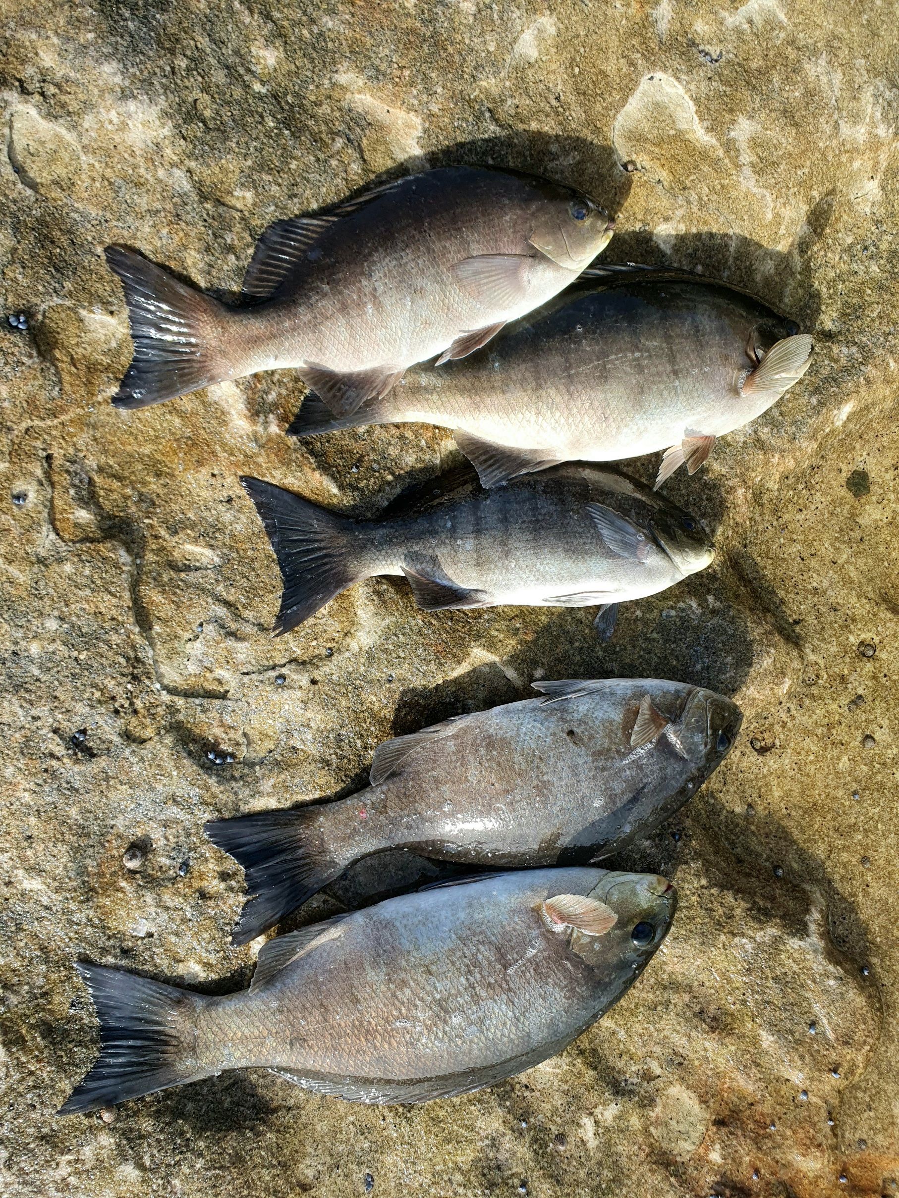 Windy botany luderick session - Saltwater Fishing Reports - DECKEE ...