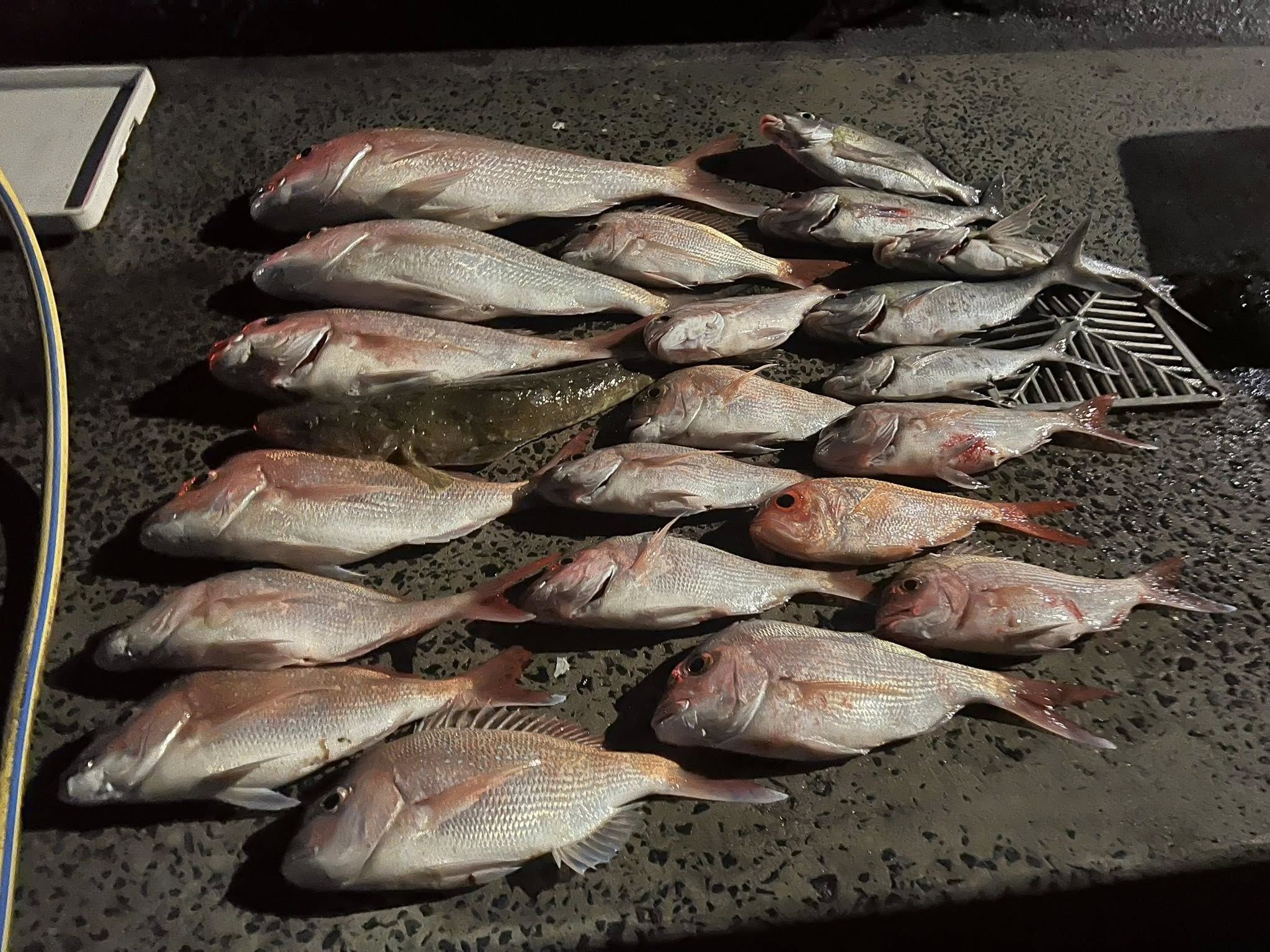 Chasing Snapper Again - Saltwater Fishing Reports - DECKEE Community