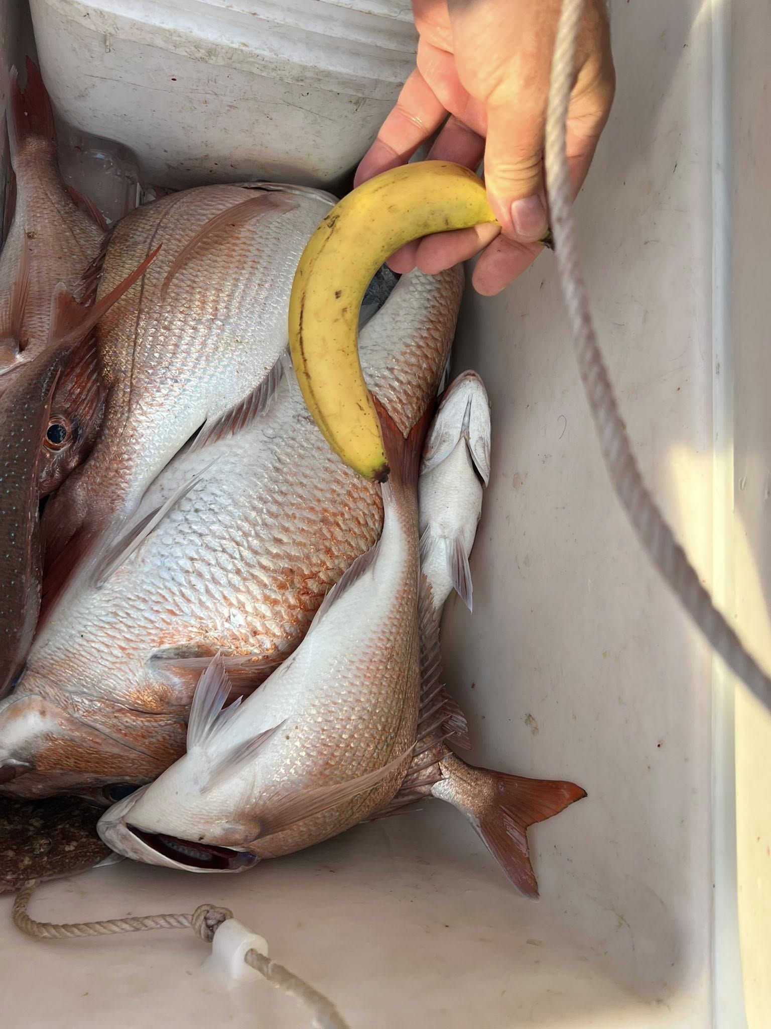 Chasing Snapper Again - Saltwater Fishing Reports - DECKEE Community