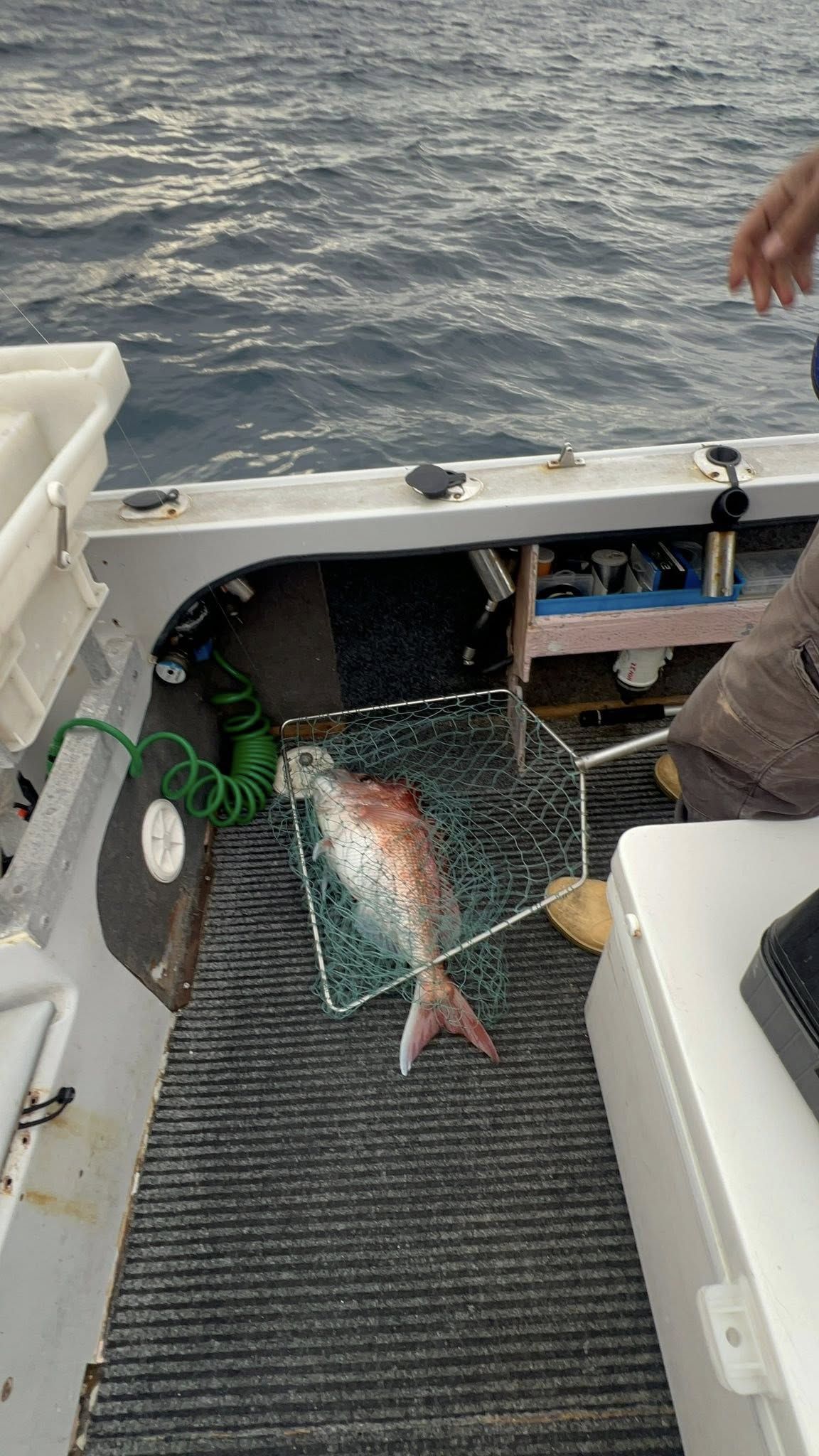Chasing Snapper Again - Saltwater Fishing Reports - DECKEE Community