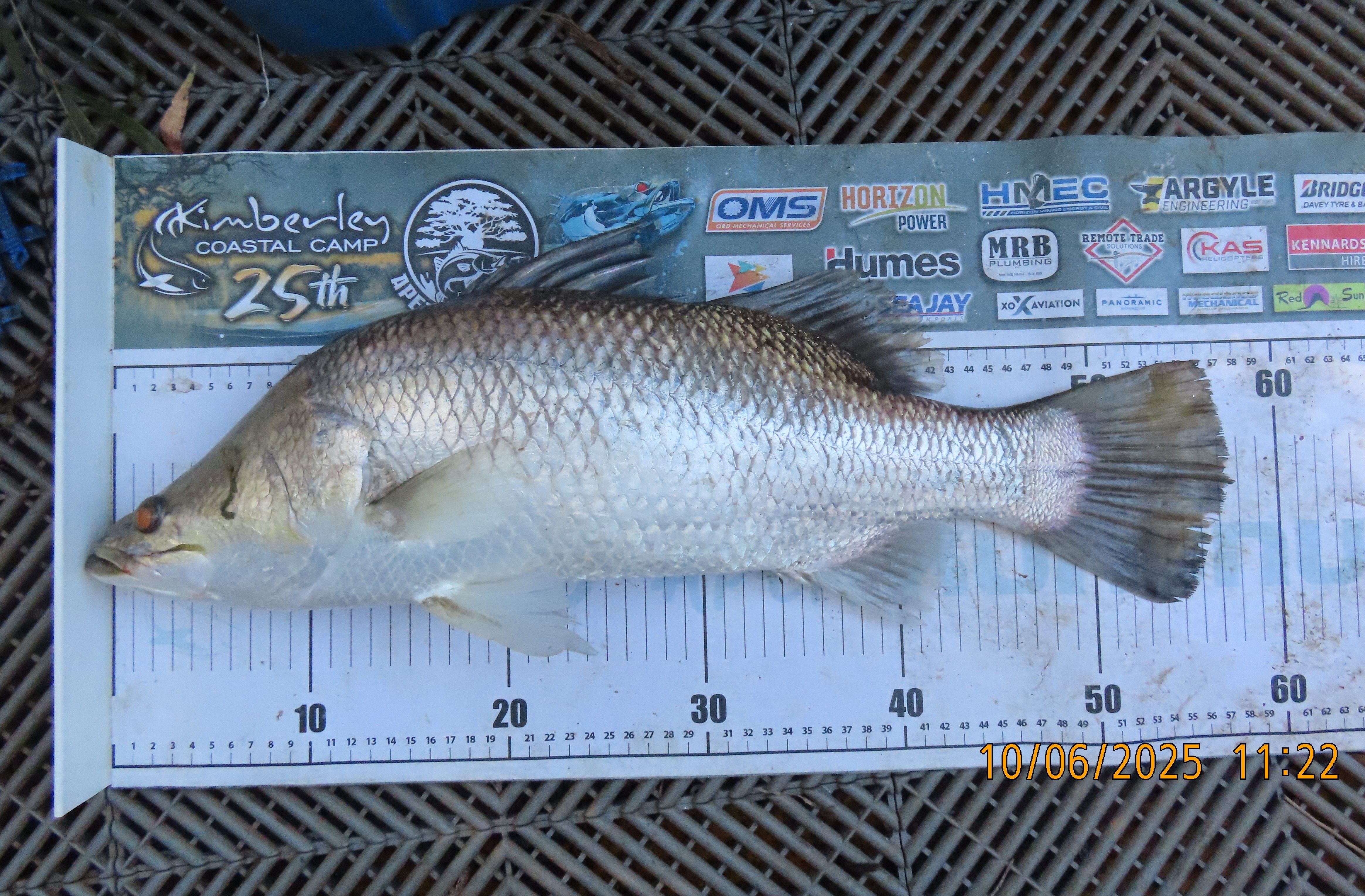 Barra Bogey Busted By Big Beautiful Bugger - Freshwater Fishing Reports ...