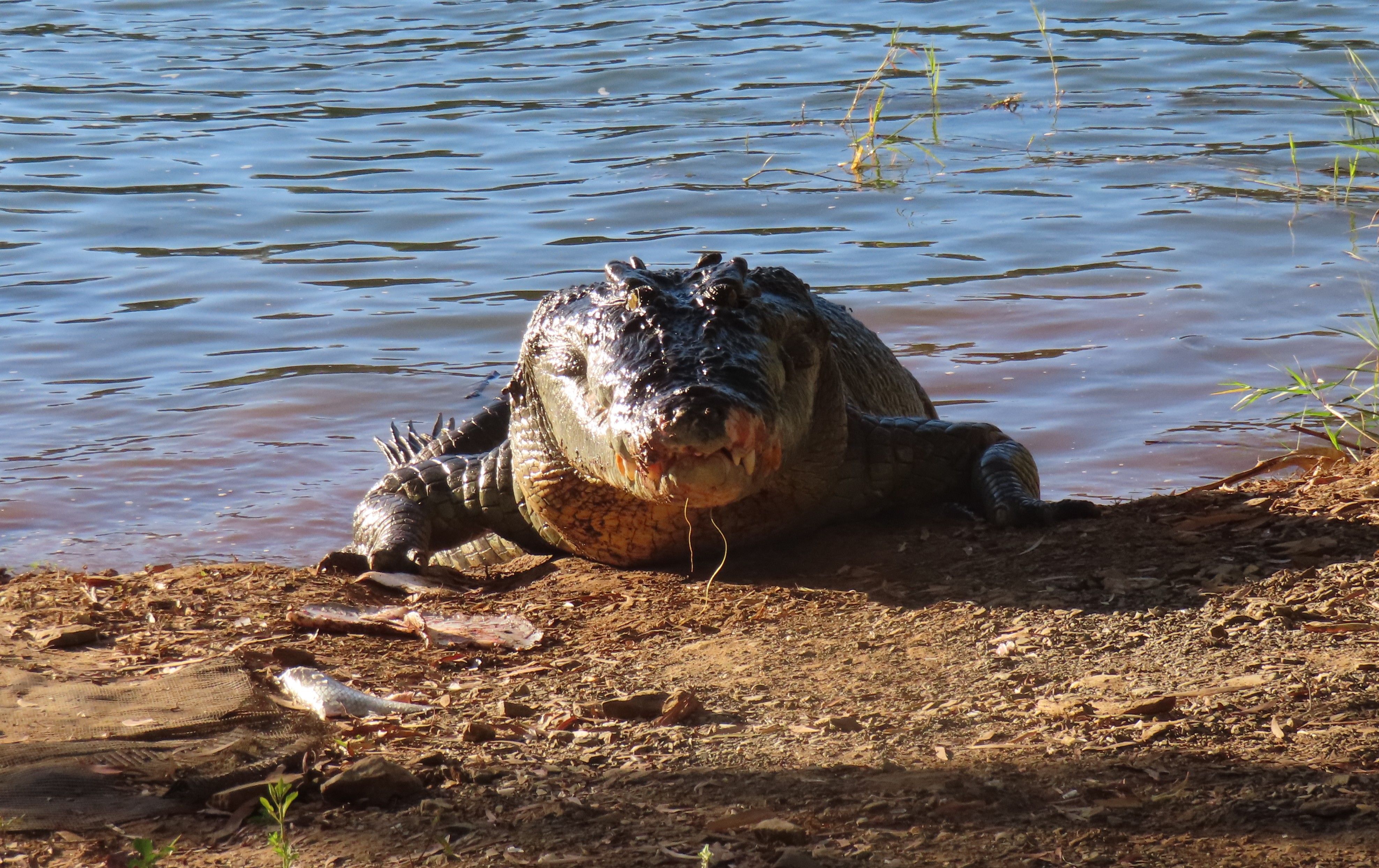 Barra Bogey Busted By Big Beautiful Bugger - Freshwater Fishing Reports ...