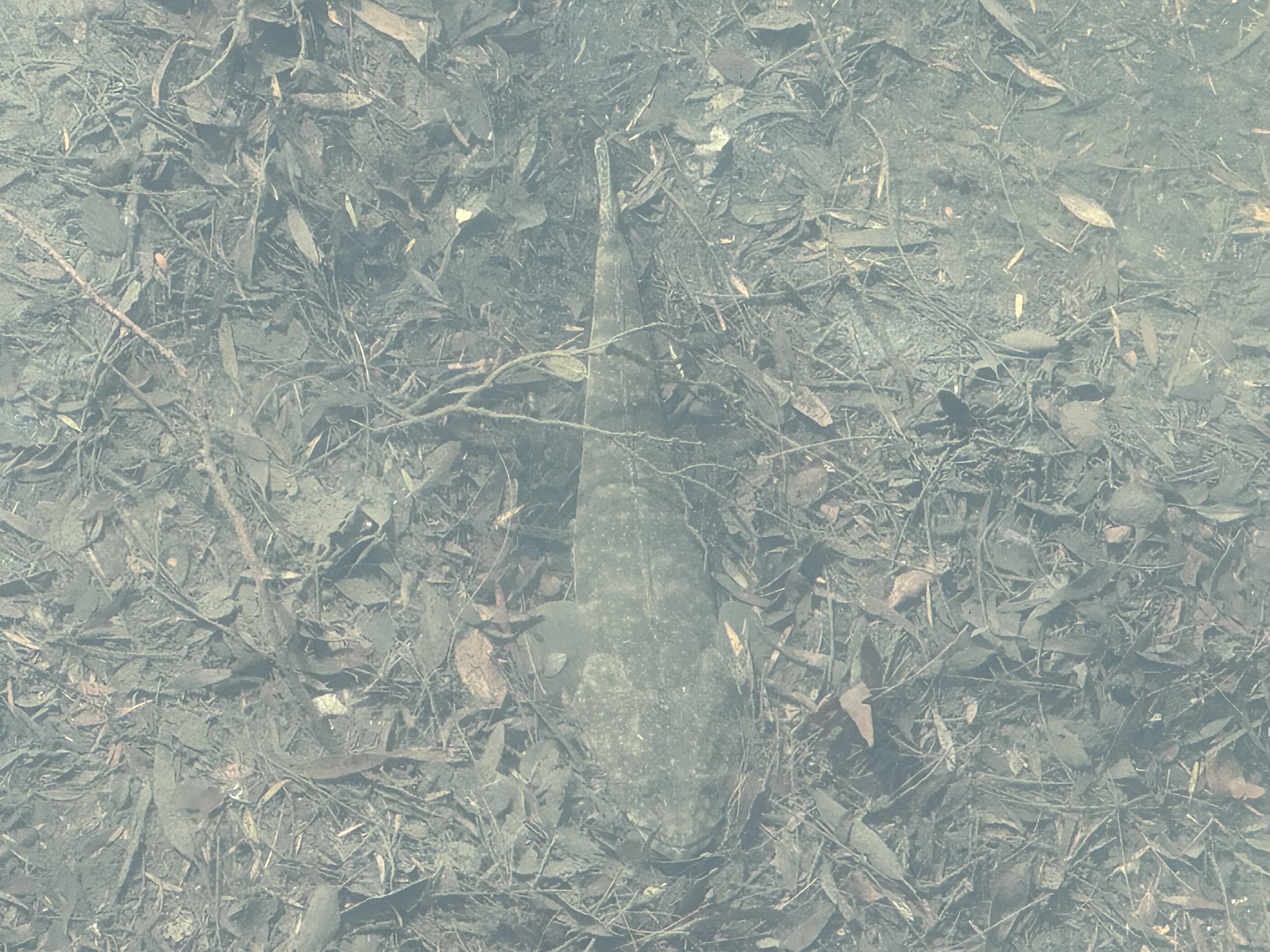 A very brief report for Hawthorn canal - Saltwater Fishing Reports ...