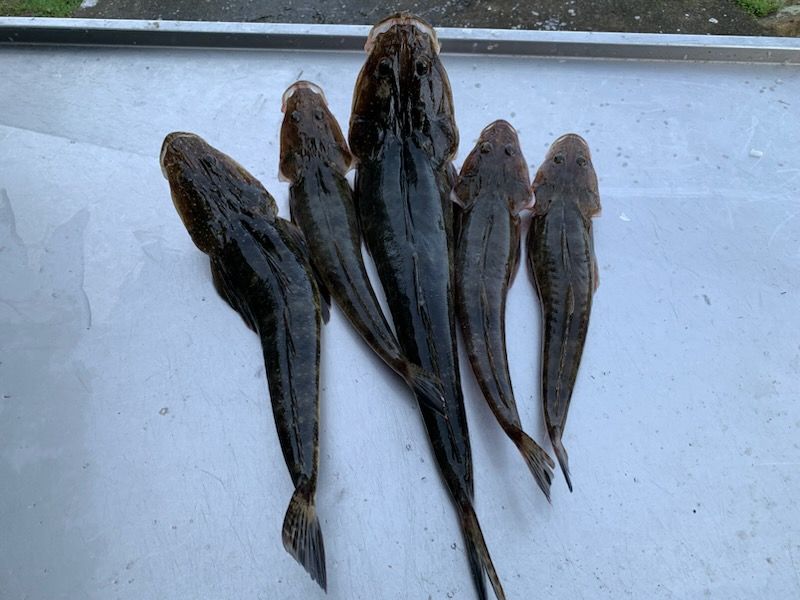 A Big Day Out With a Feed of Fish to Finish - Saltwater Fishing Reports ...