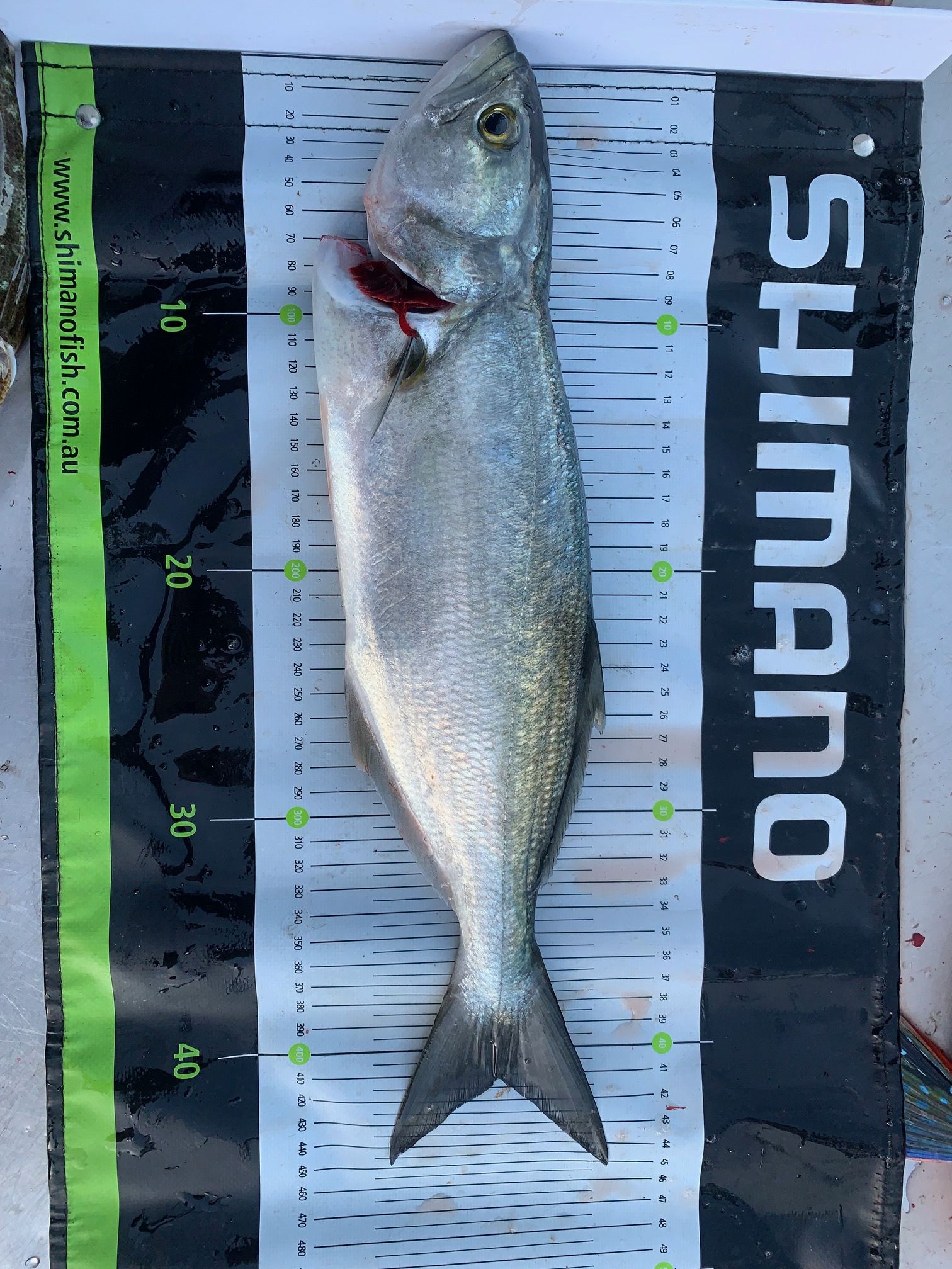 A Big Day Out With a Feed of Fish to Finish - Saltwater Fishing Reports ...