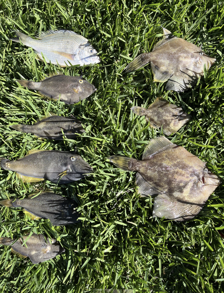 Pickering Point Fishing - Saltwater Fishing Reports - DECKEE Community