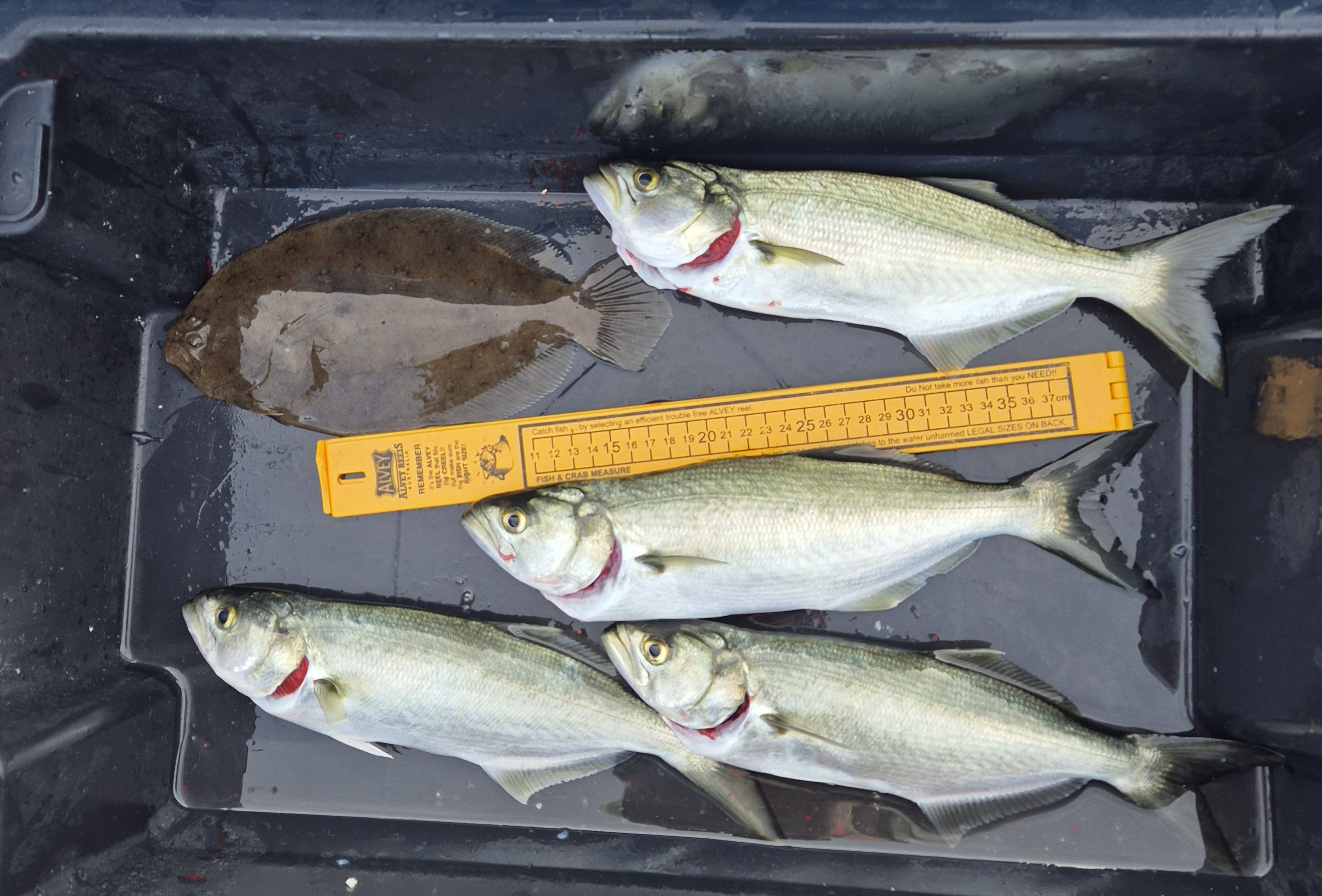 Port Hacking and Bate Bay - Saltwater Fishing Reports - DECKEE Community