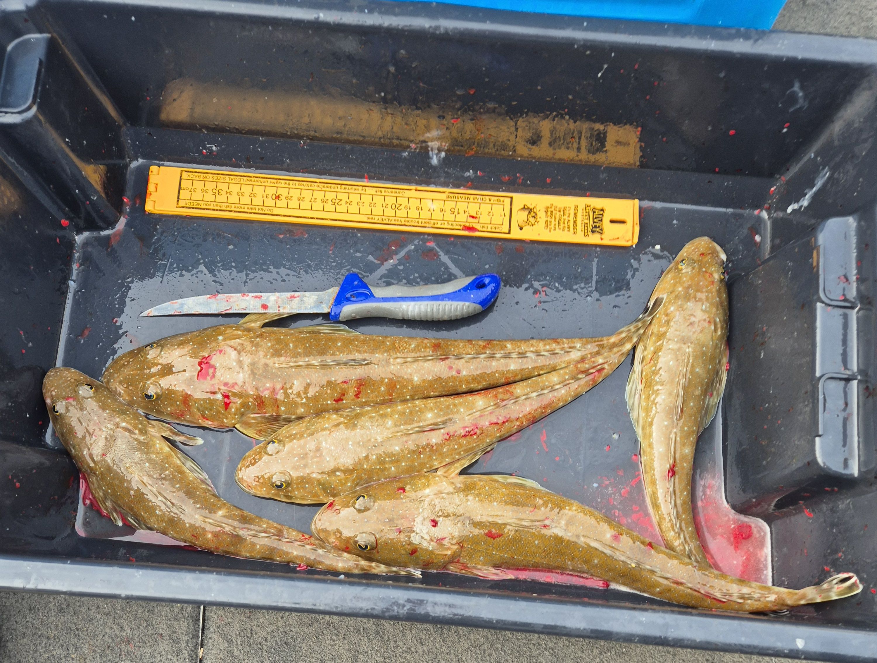 Port Hacking and Bate Bay - Saltwater Fishing Reports - DECKEE Community