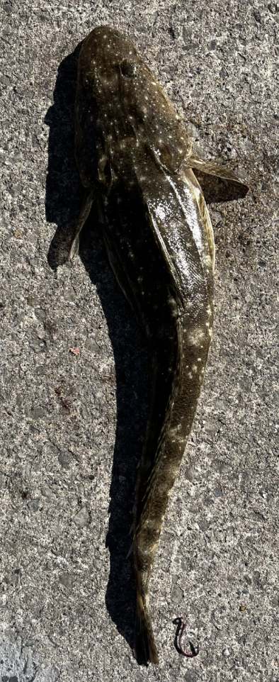 Pickering Point Fishing - Saltwater Fishing Reports - DECKEE Community