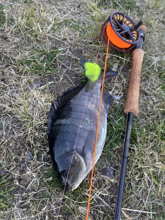 Luderick on fly this month. - Saltwater Fishing Reports - DECKEE Community