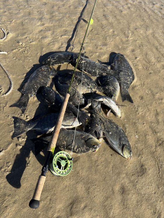 Luderick on fly this month. - Saltwater Fishing Reports - DECKEE Community