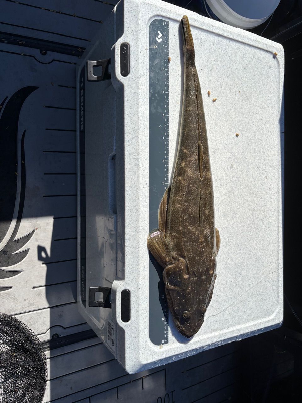 Lake Mac took blood for a PB… - Saltwater Fishing Reports - DECKEE ...