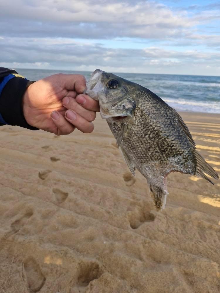 Stockton beach unexpected catches - Saltwater Fishing Reports - DECKEE ...