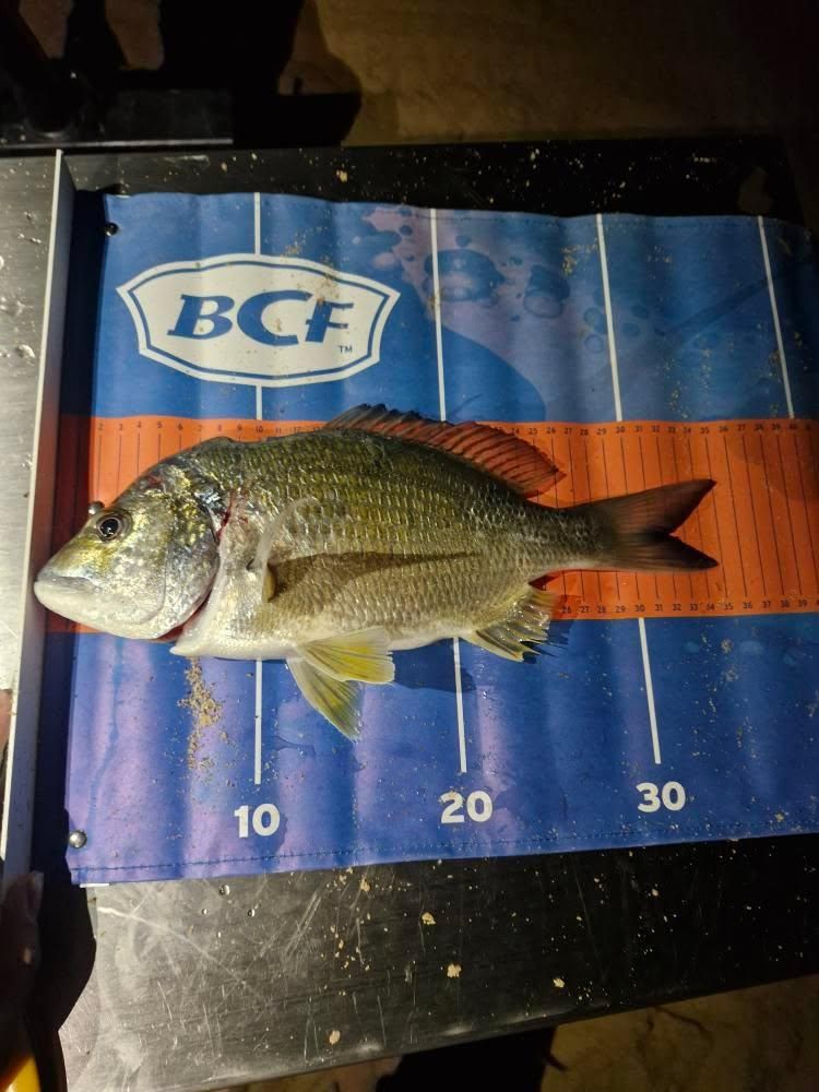 Stockton beach unexpected catches - Saltwater Fishing Reports - DECKEE ...