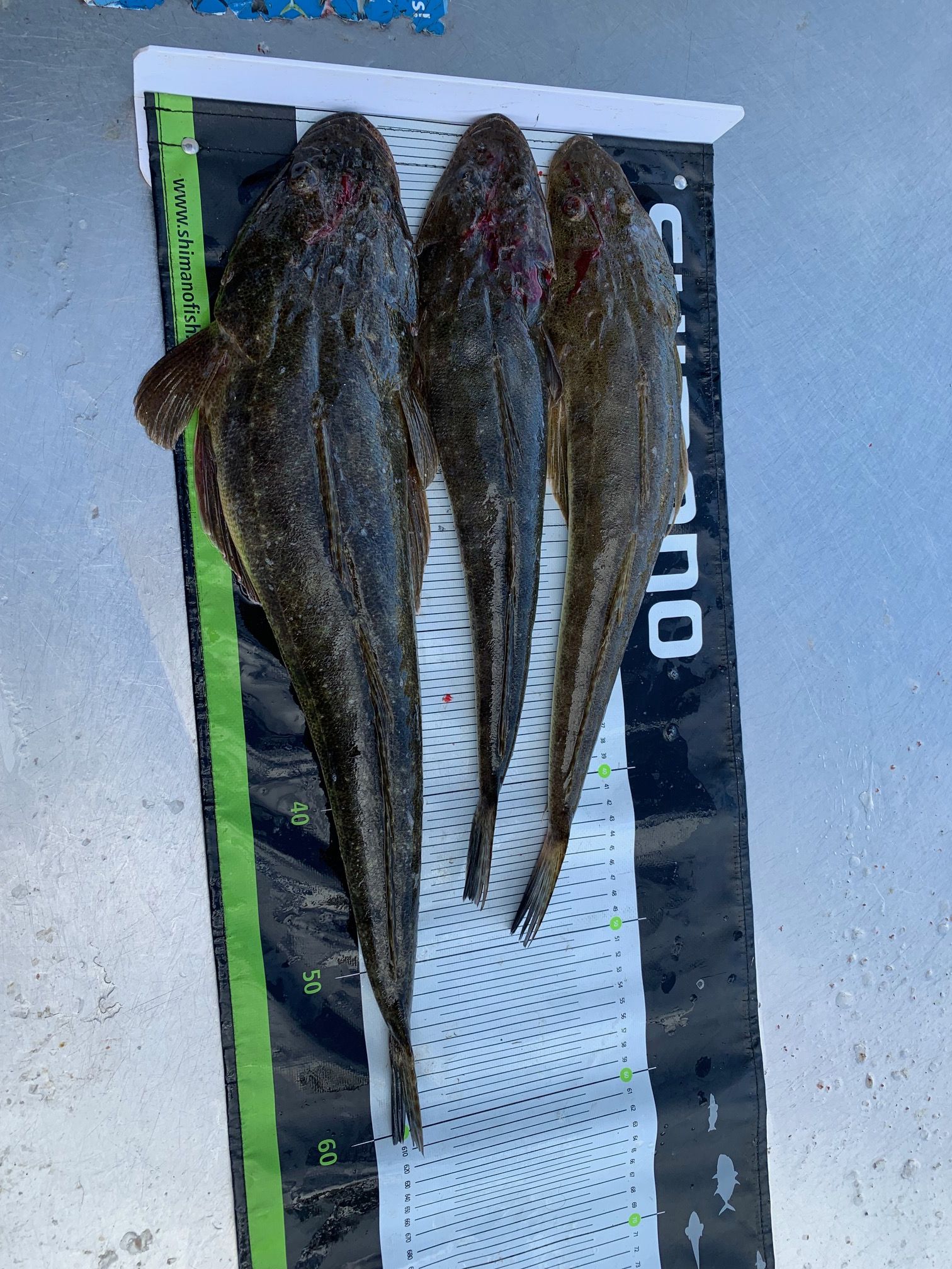 Still on the Sydney Harbour Flathead - Saltwater Fishing Reports ...