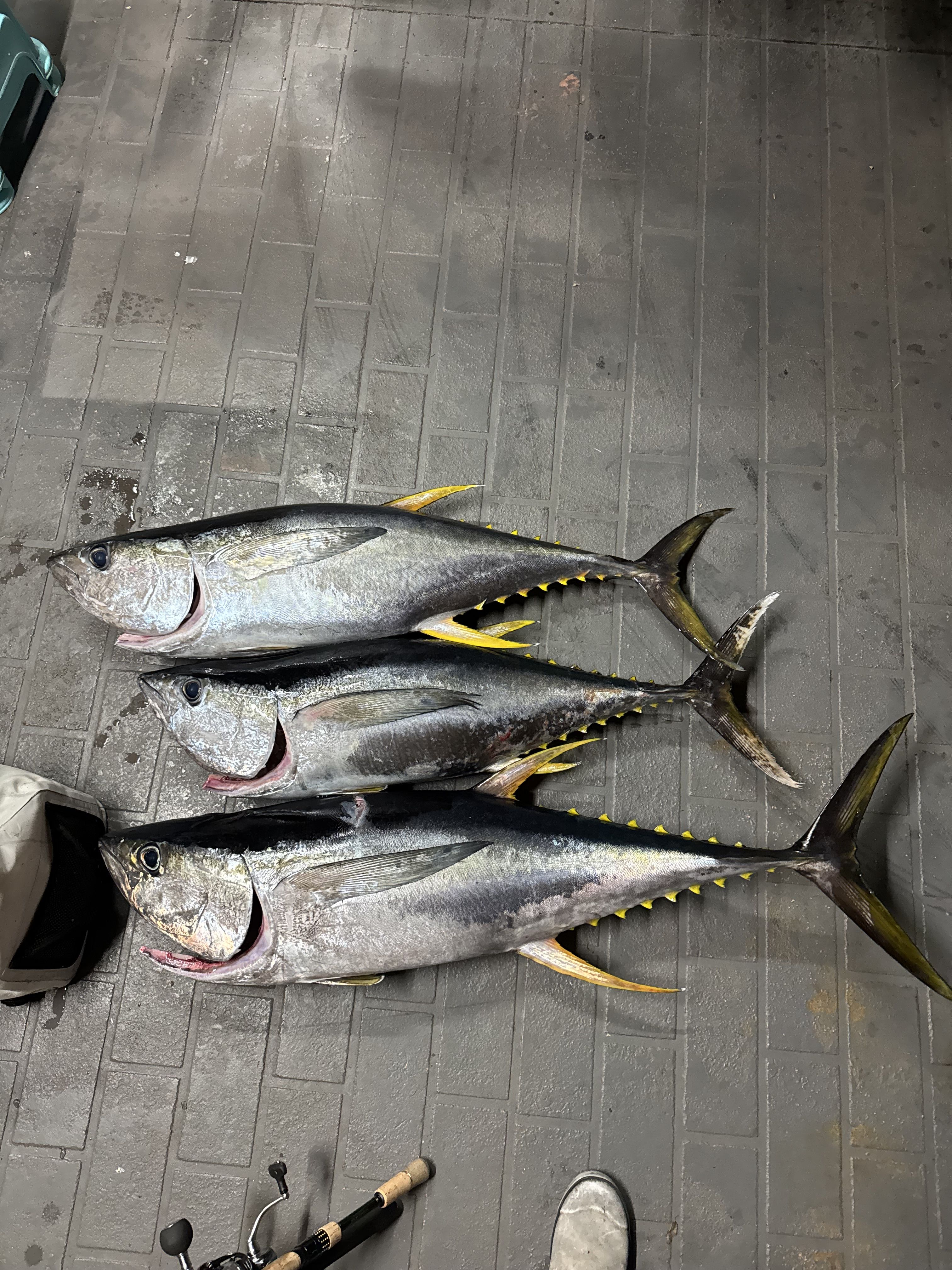 Tenacious Tuna - Saltwater Fishing Reports - DECKEE Community