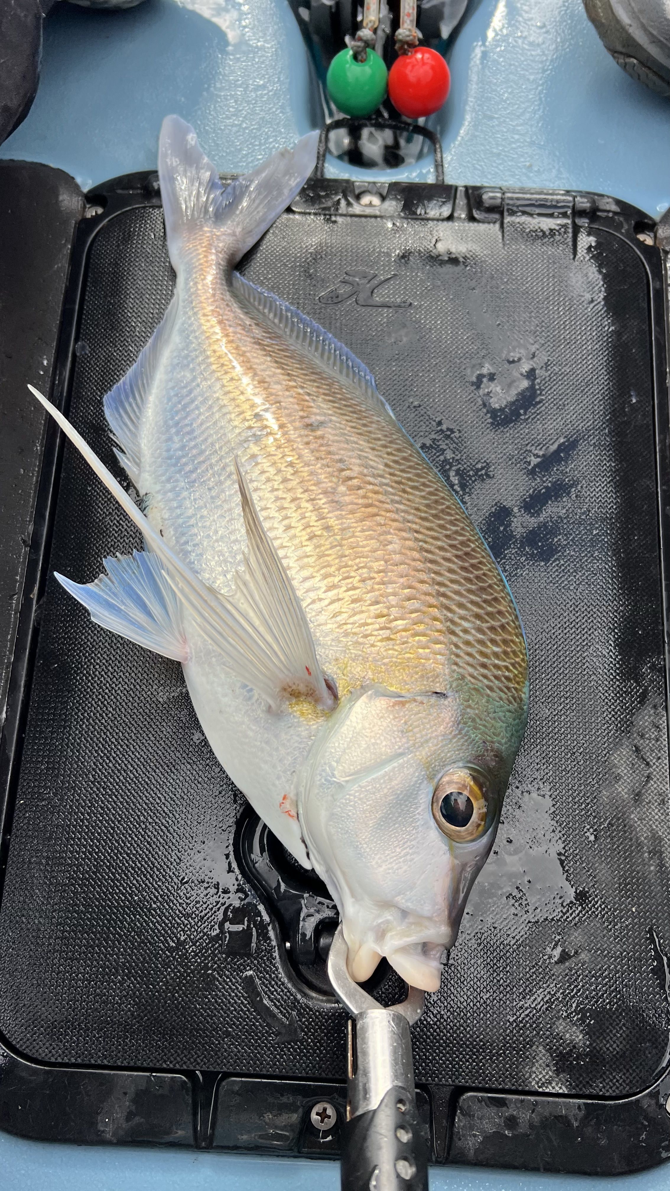 Giving Grey Morwong a second chance - The Kitchen - DECKEE Community