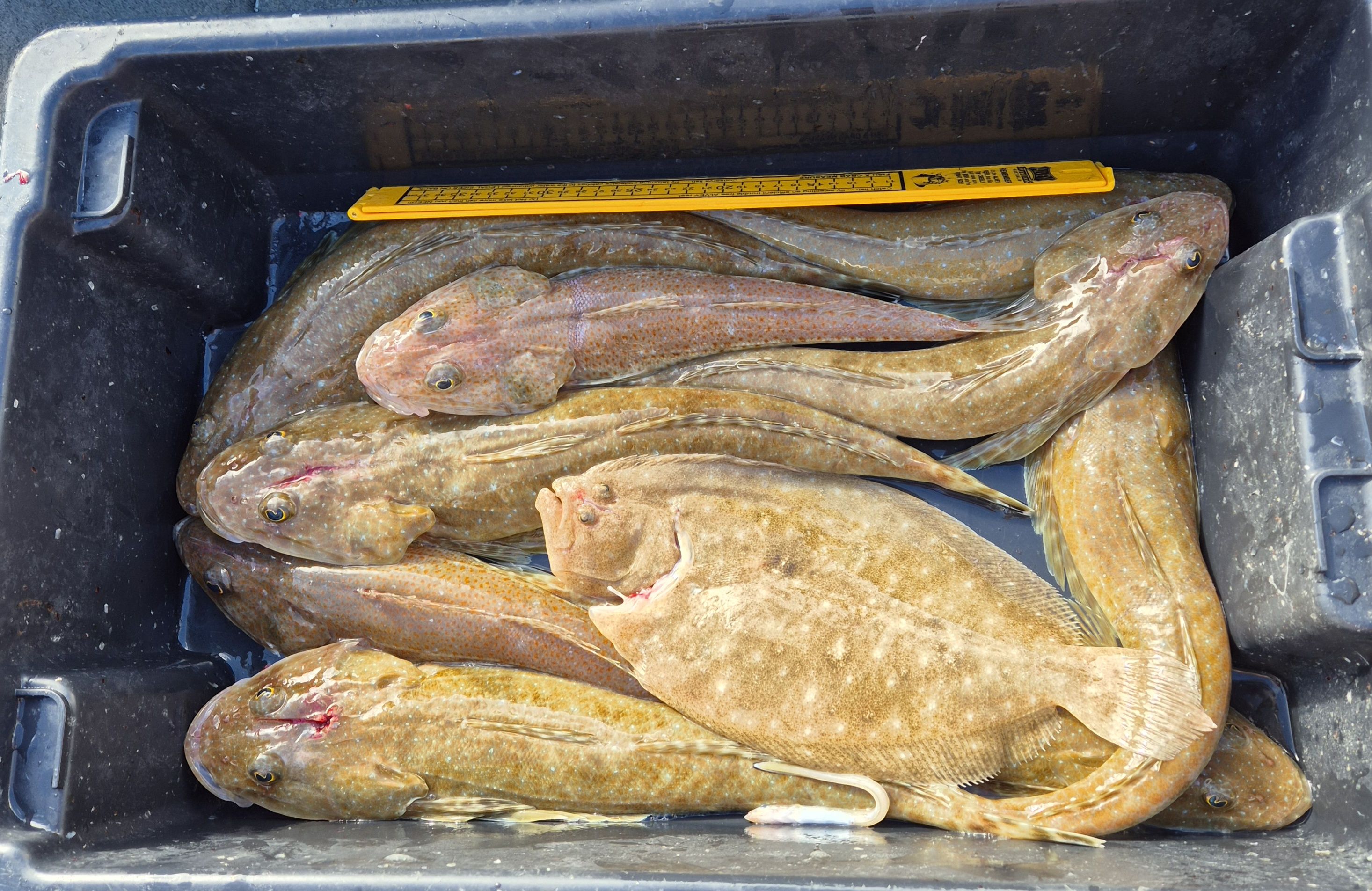 Bate Bay - Saltwater Fishing Reports - DECKEE Community