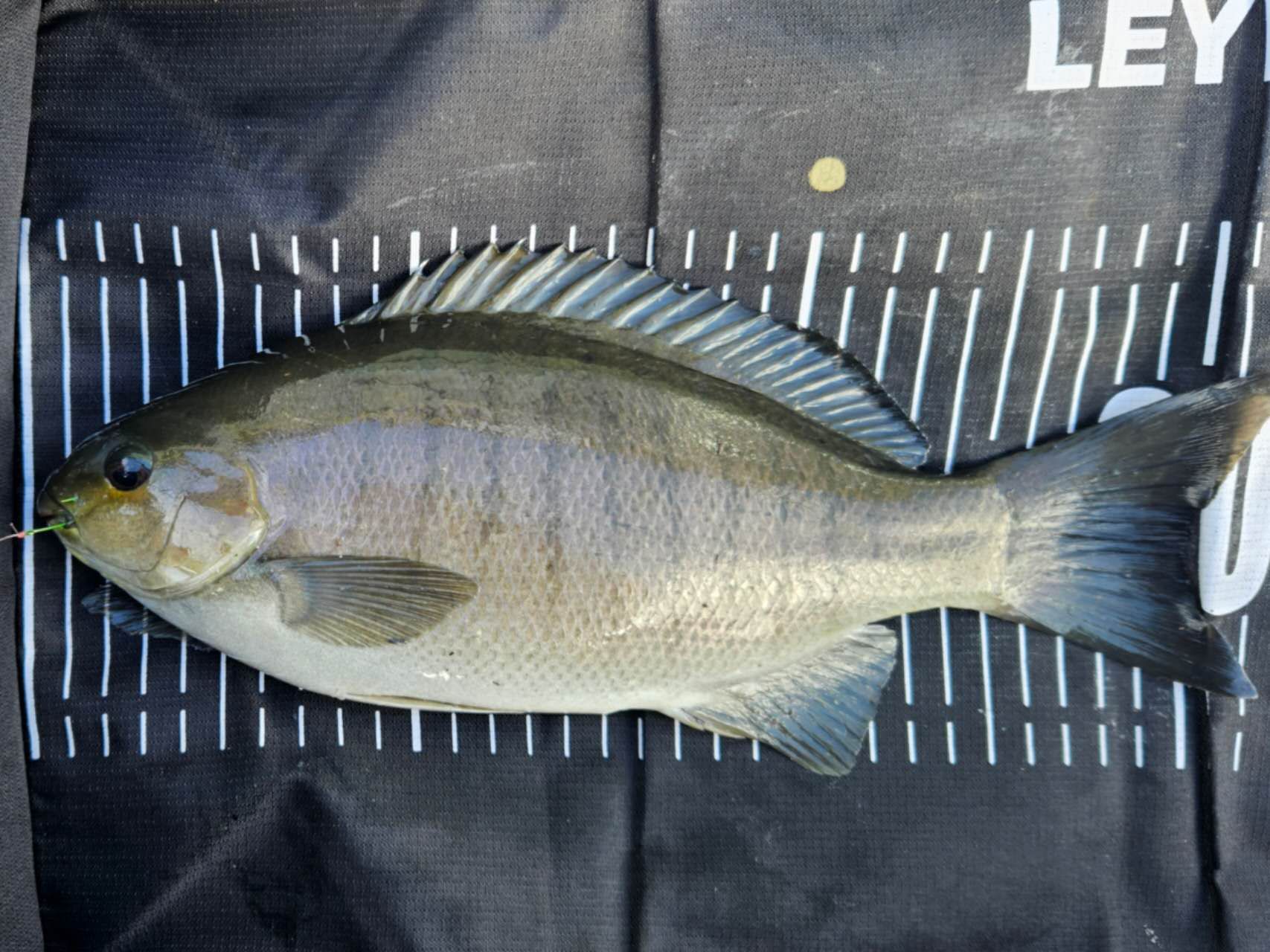 The humble luderick - Saltwater Fishing Reports - DECKEE Community