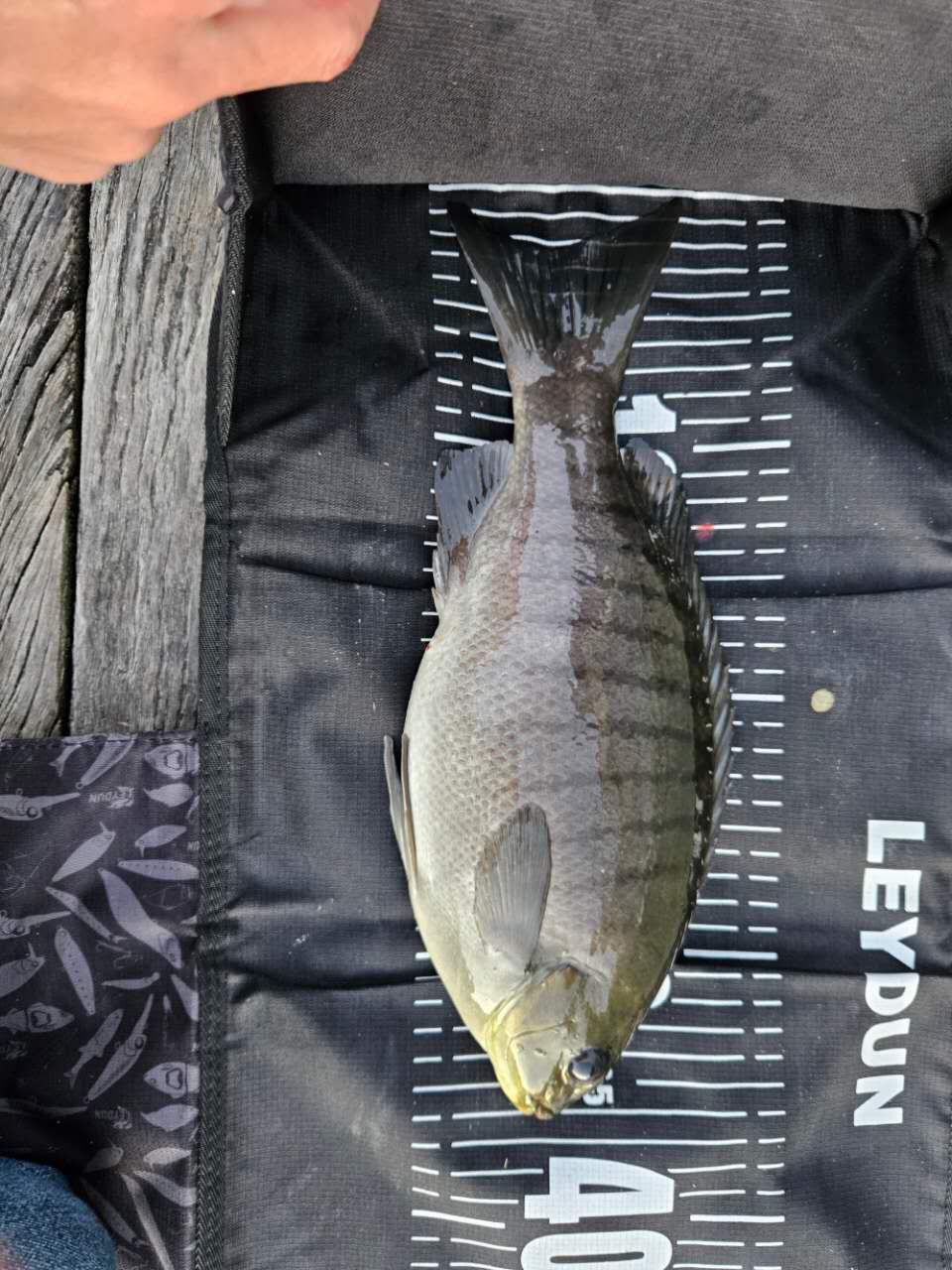 The humble luderick - Saltwater Fishing Reports - DECKEE Community