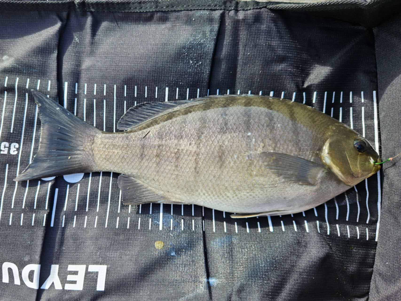 The humble luderick - Saltwater Fishing Reports - DECKEE Community