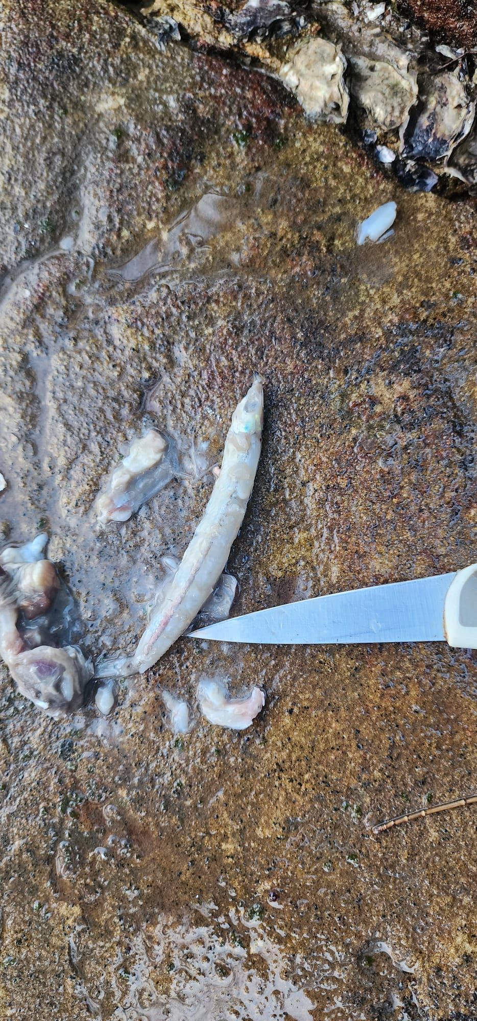 Is it a garfish? (Garfish) - The Aquarium - DECKEE Community
