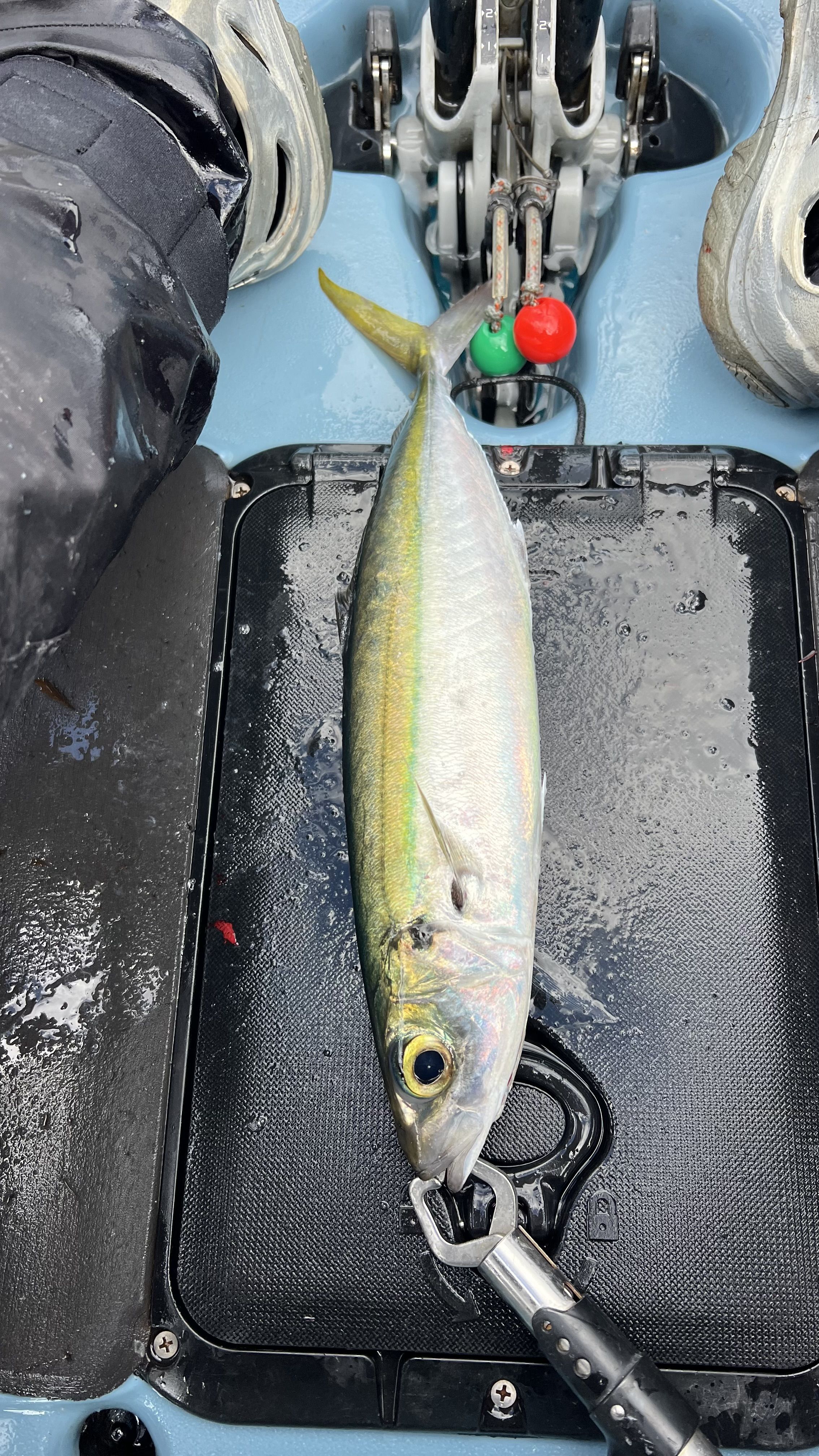 What type of scad is this? (Mackerel Scad) - The Aquarium - DECKEE ...