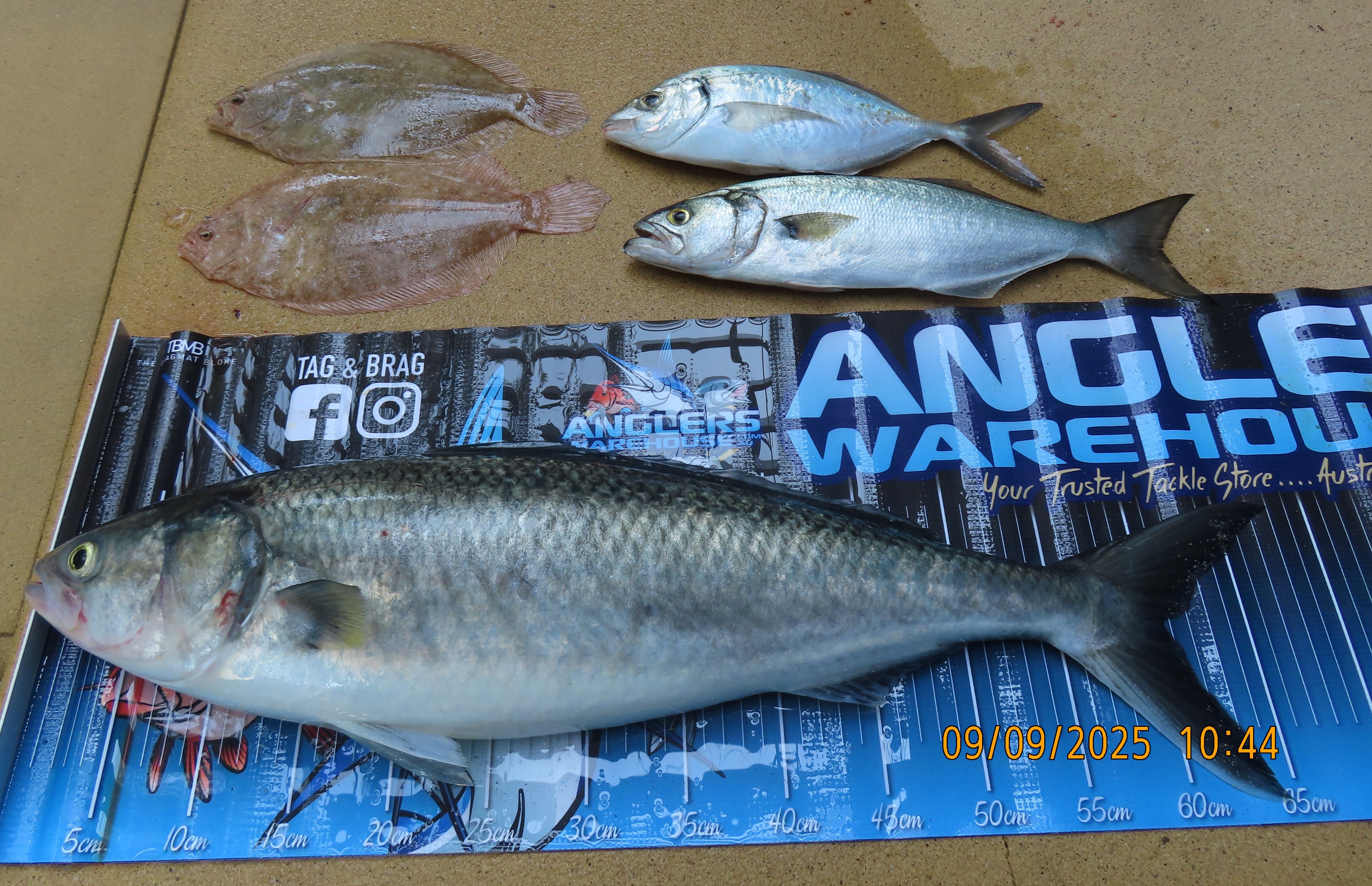 Sublime Salmon Saga Sees Serious Size Success - Saltwater Fishing Reports - DECKEE Community