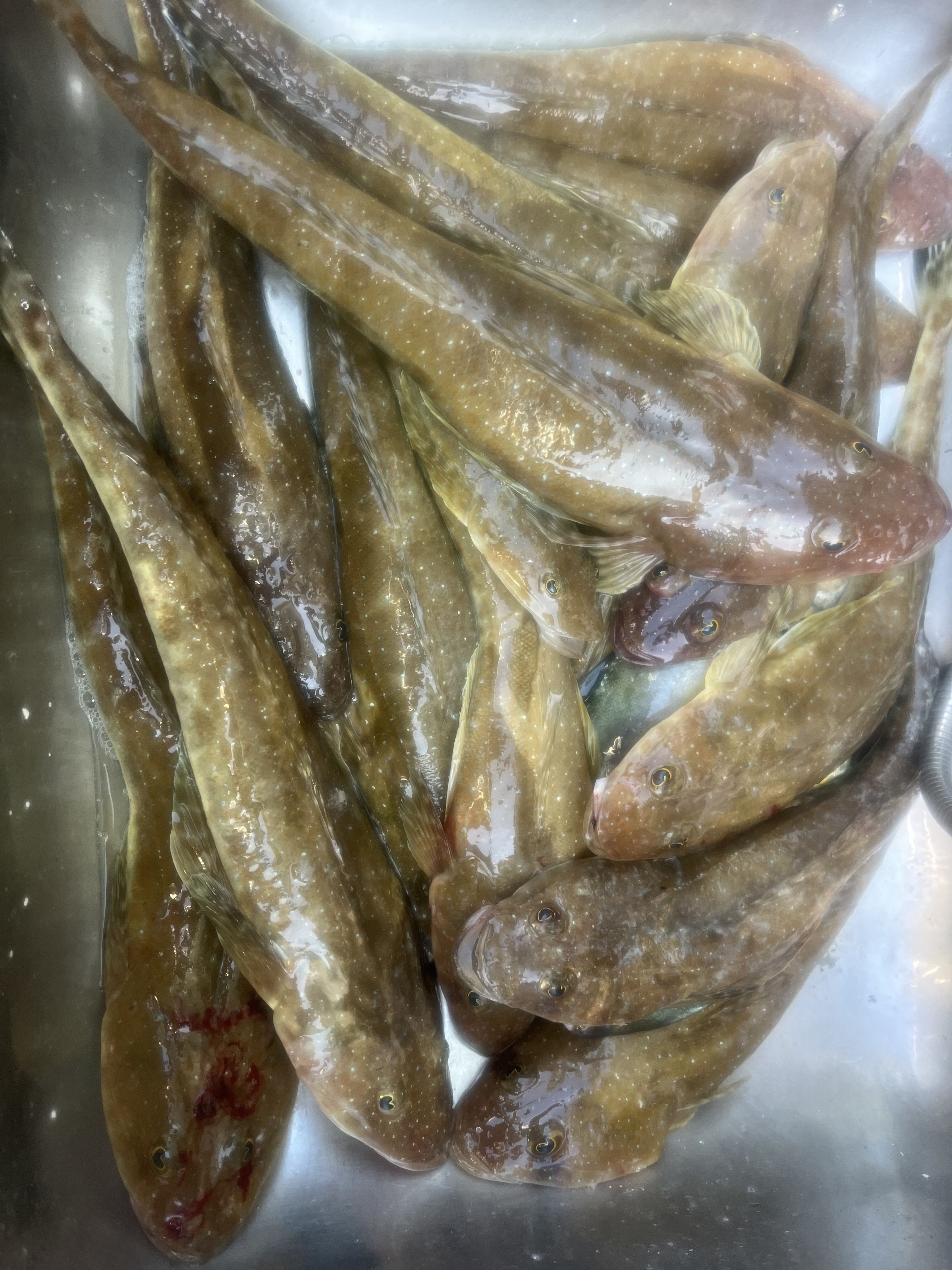 Offshore Sydney flatties - Saltwater Fishing Reports - DECKEE Community