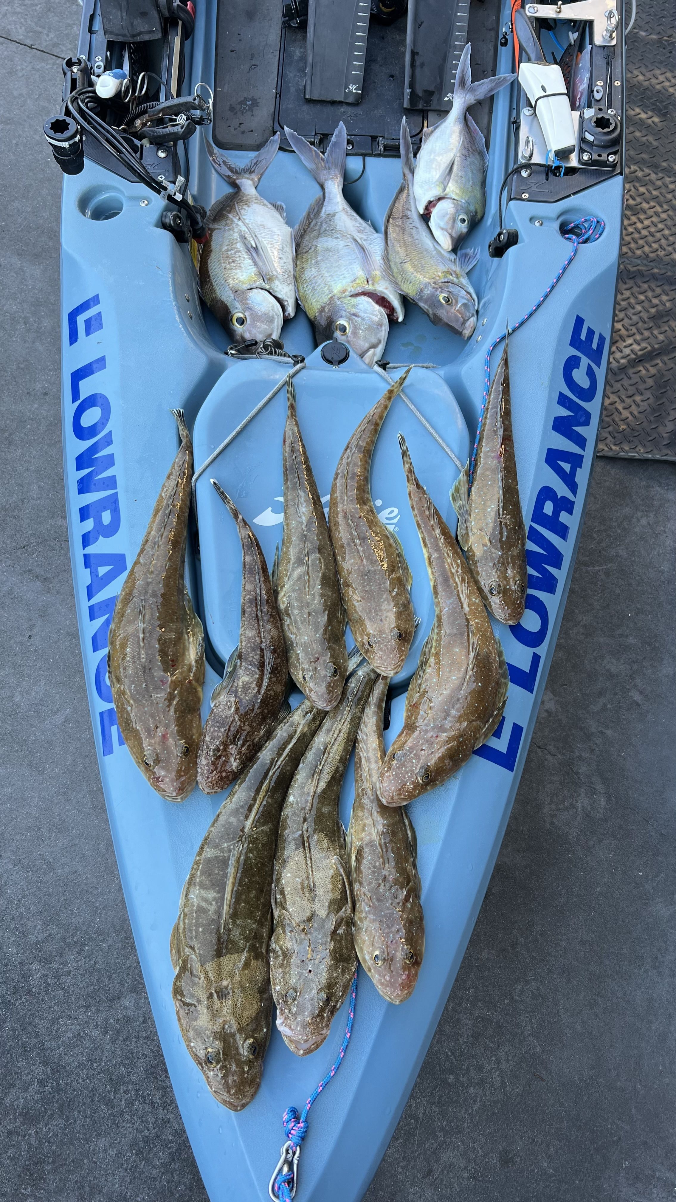 Bluespotted Flathead - Saltwater Fishing Reports - DECKEE Community