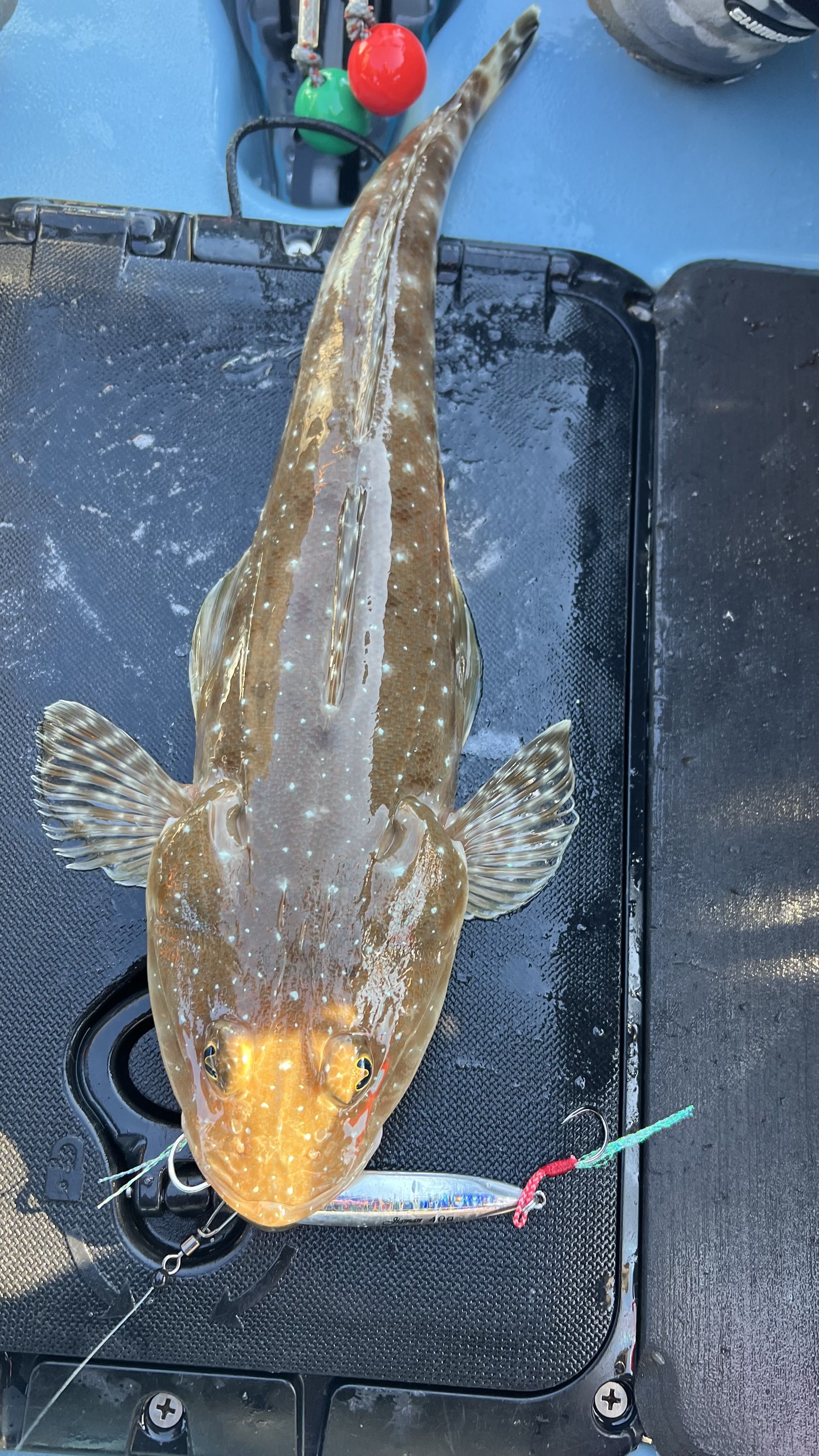 Bluespotted Flathead - Saltwater Fishing Reports - DECKEE Community