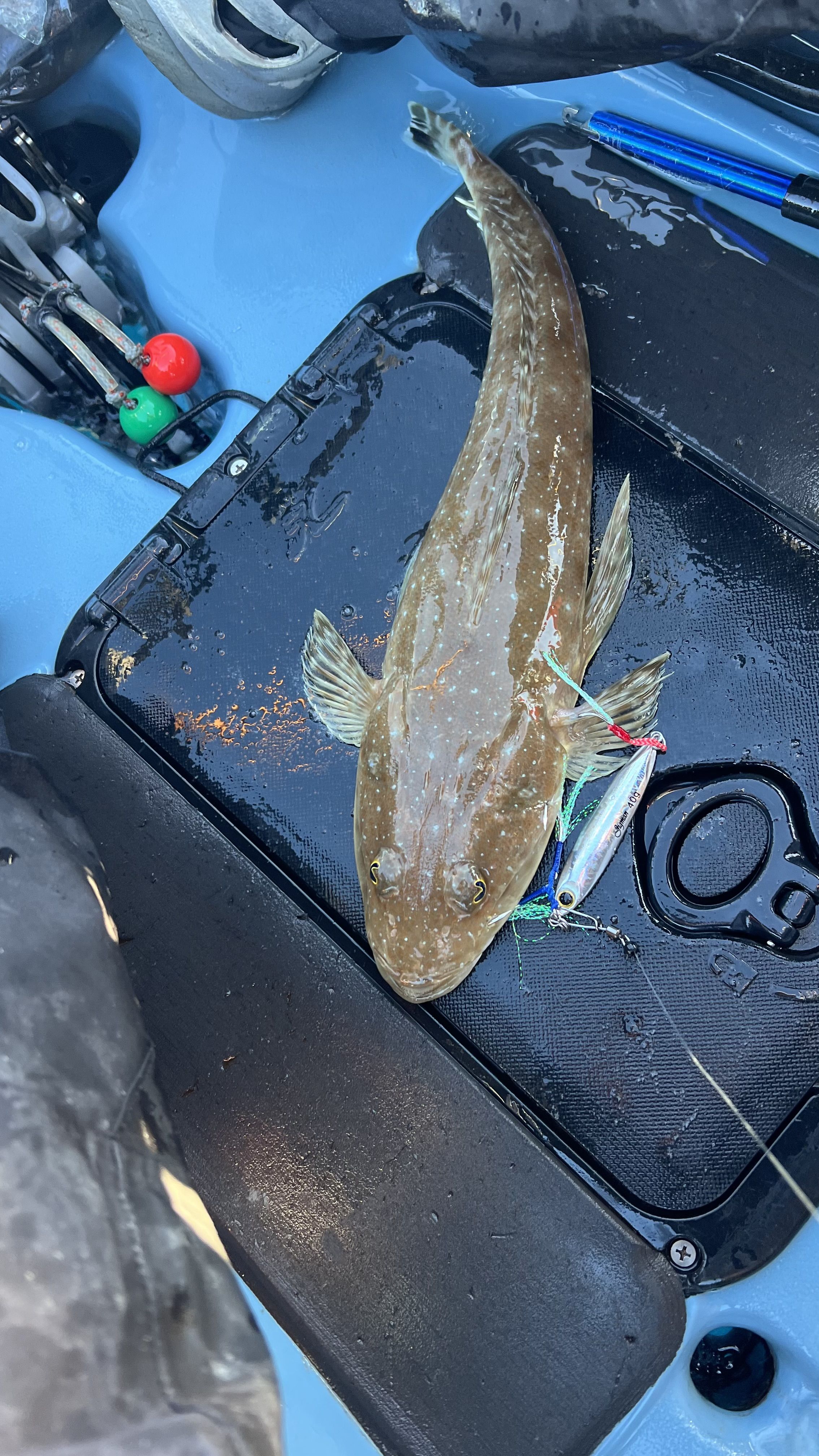 Bluespotted Flathead - Saltwater Fishing Reports - DECKEE Community