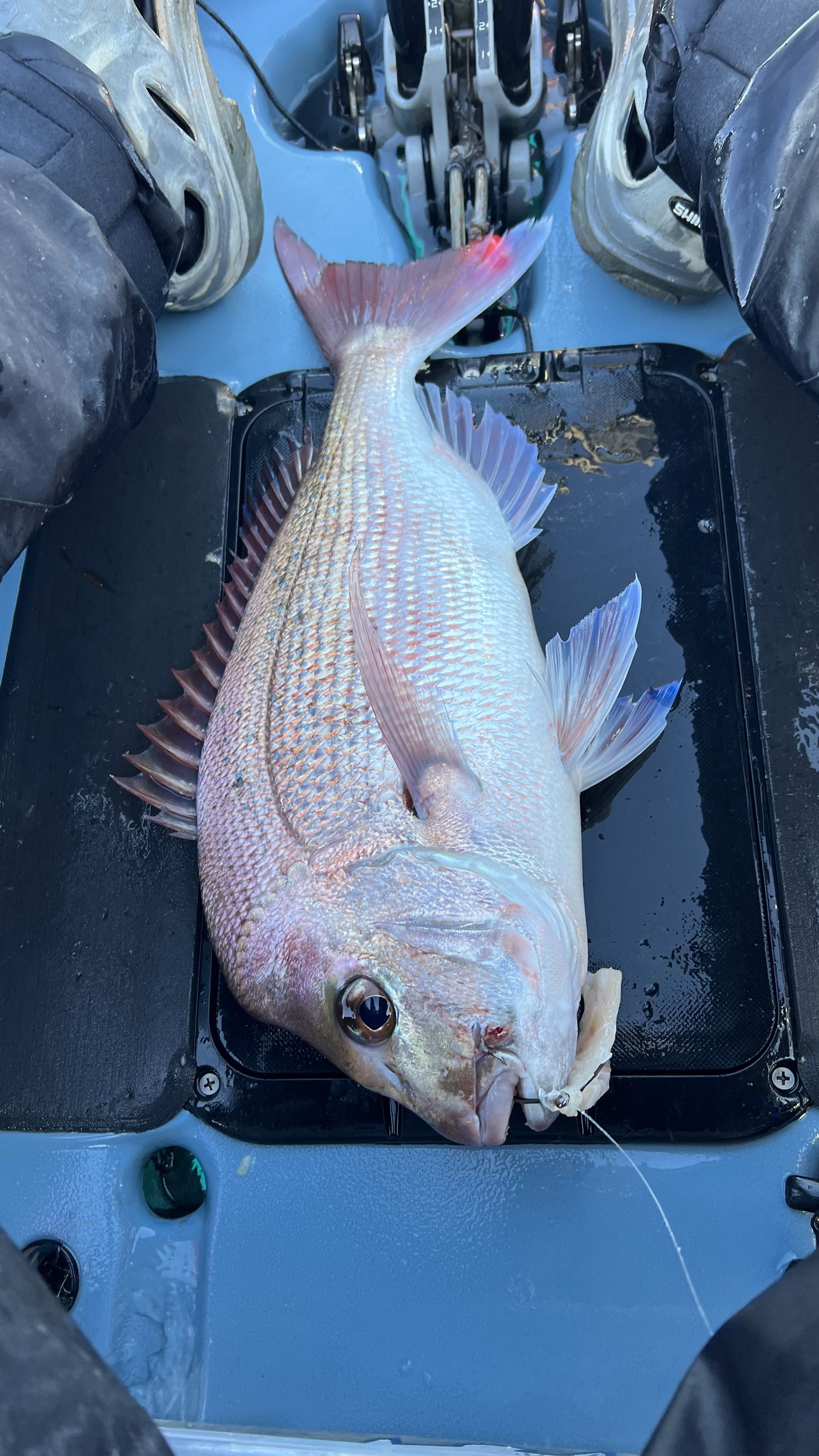 Bluespotted Flathead - Saltwater Fishing Reports - DECKEE Community