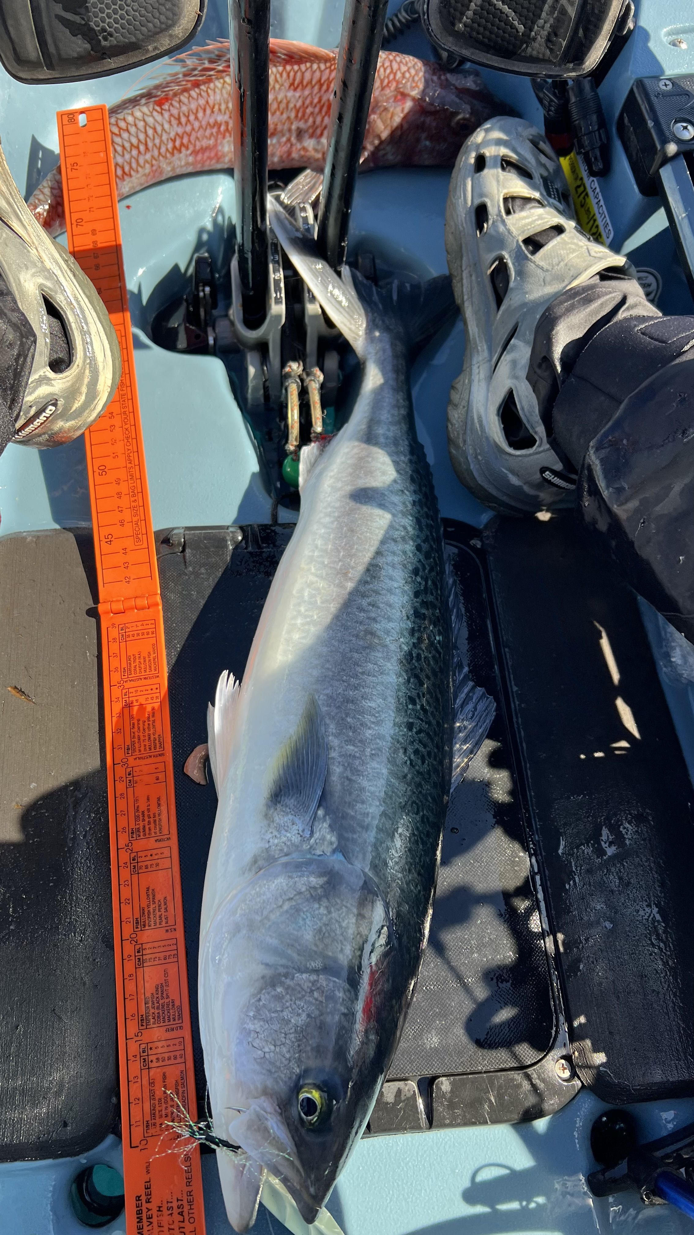 Bluespotted Flathead - Saltwater Fishing Reports - DECKEE Community