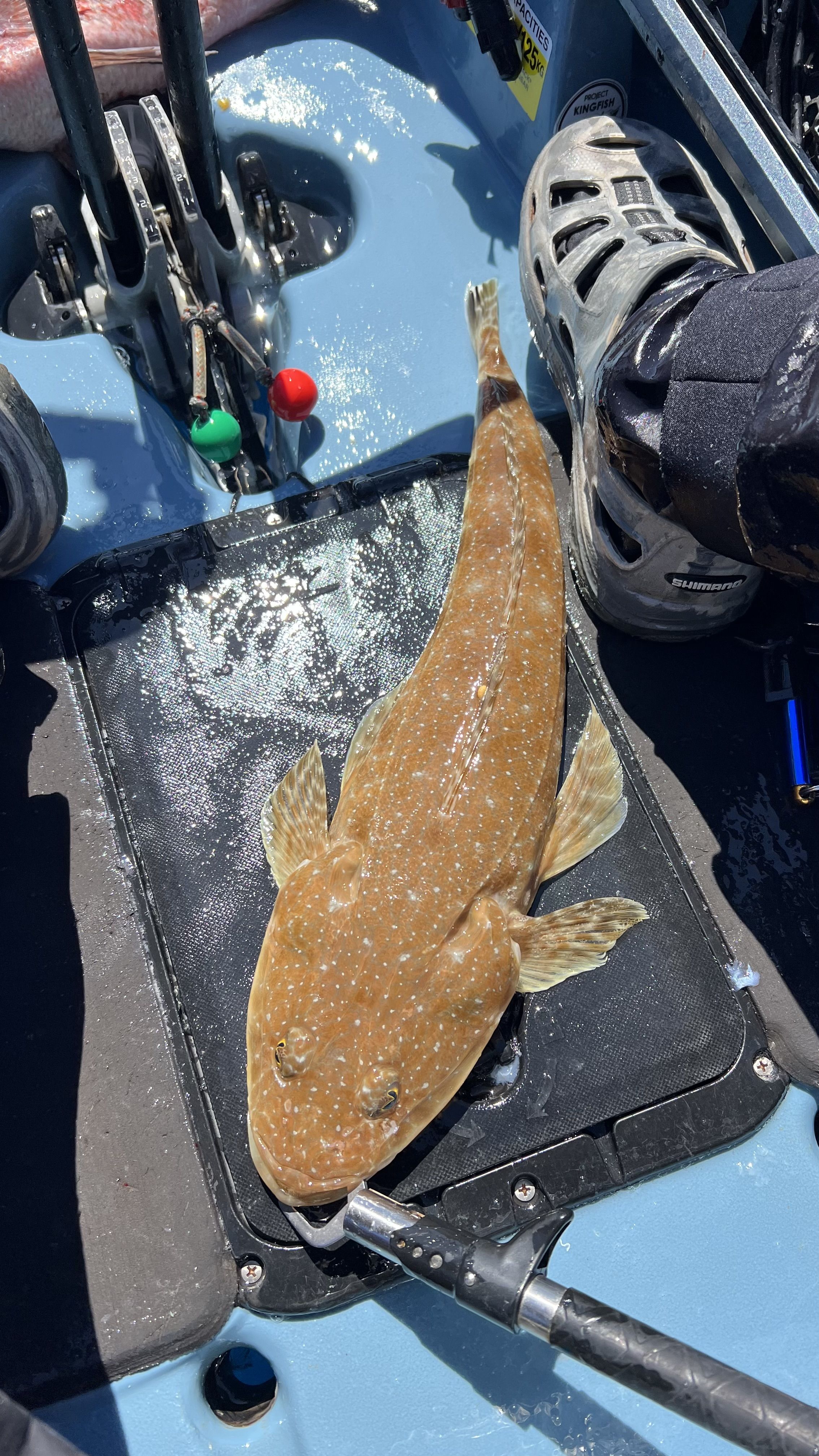 Bluespotted Flathead - Saltwater Fishing Reports - DECKEE Community