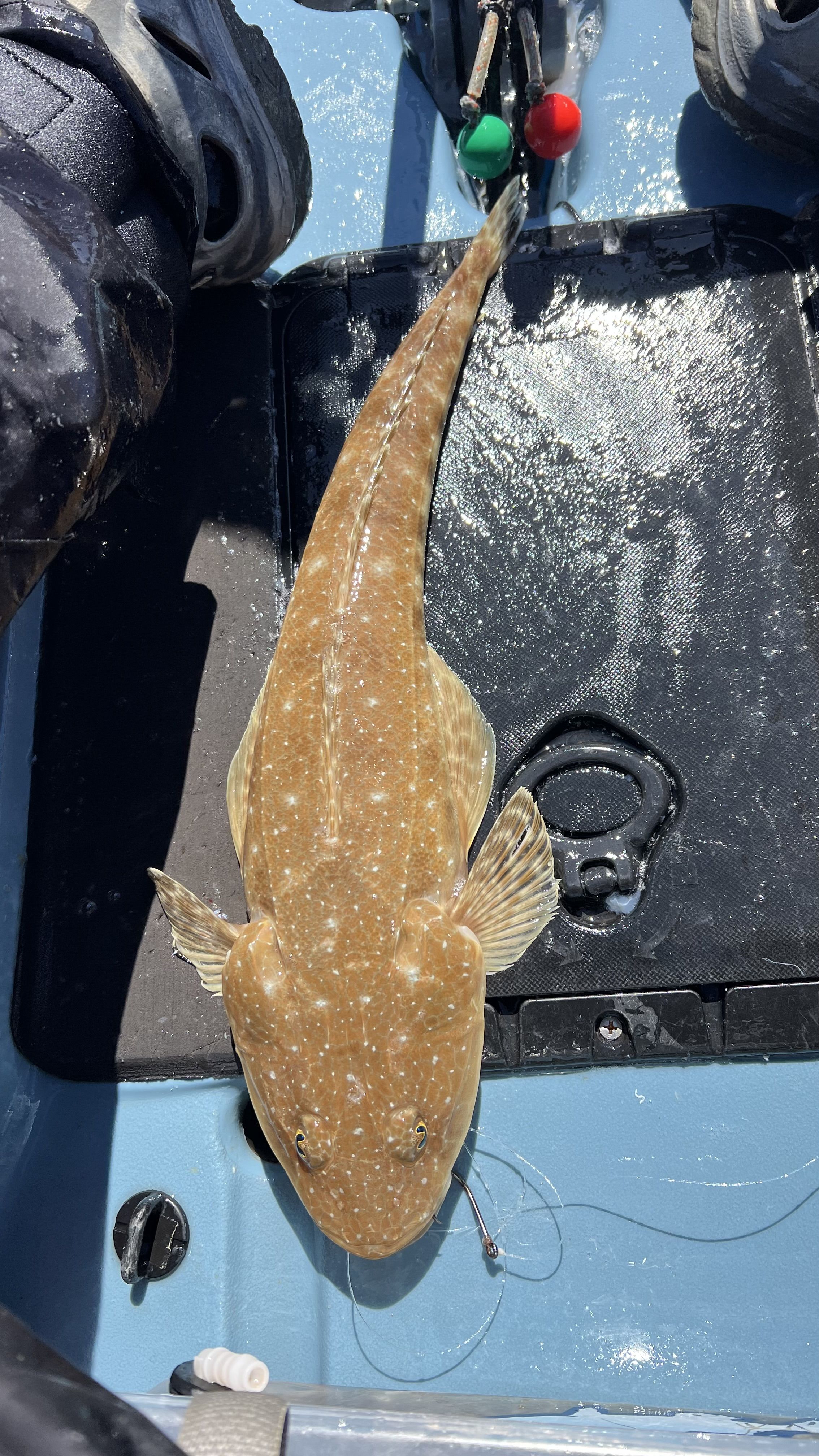 Bluespotted Flathead - Saltwater Fishing Reports - DECKEE Community